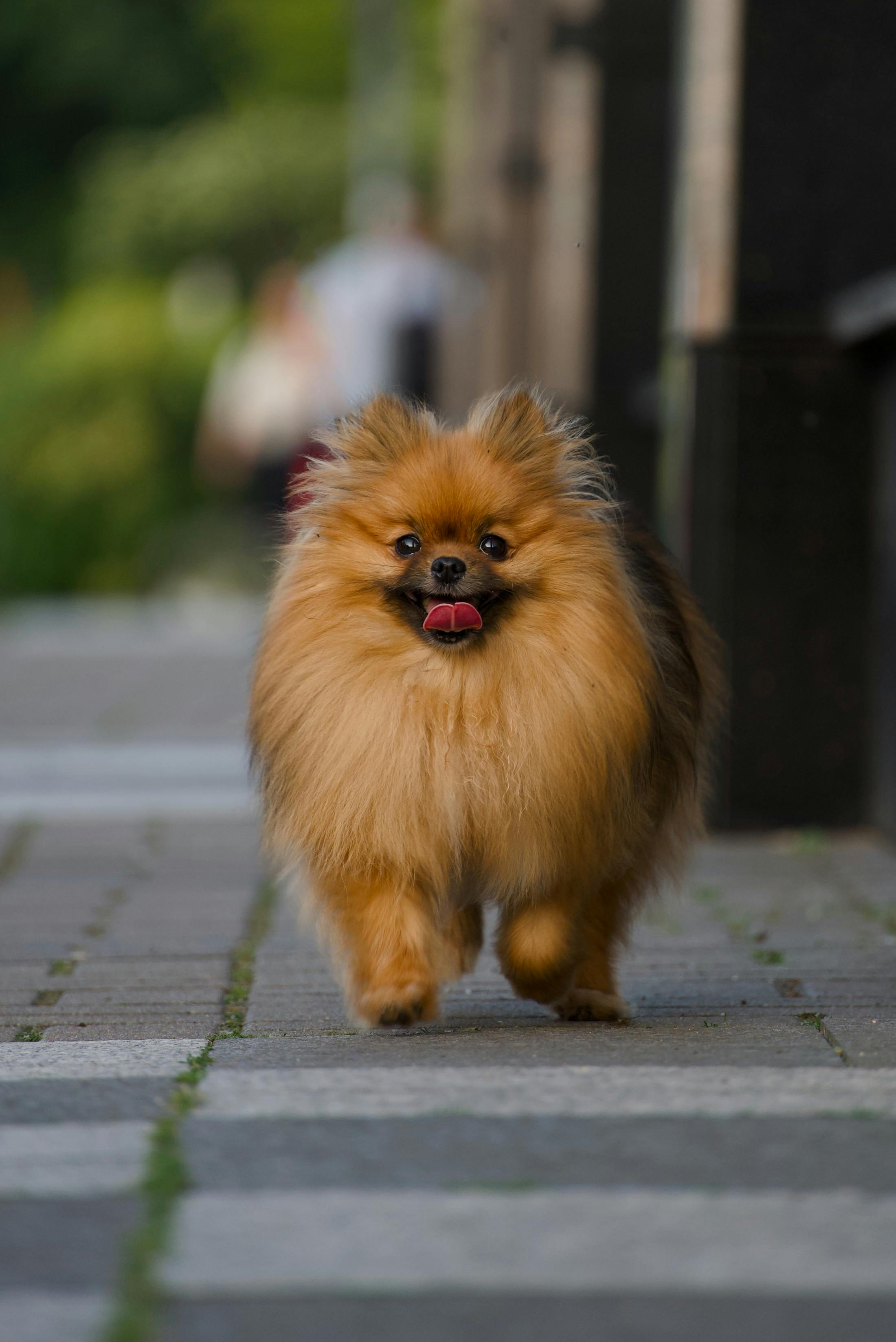 Adorable Pomeranian Dog Walking Outdoor · Free Stock Photo
