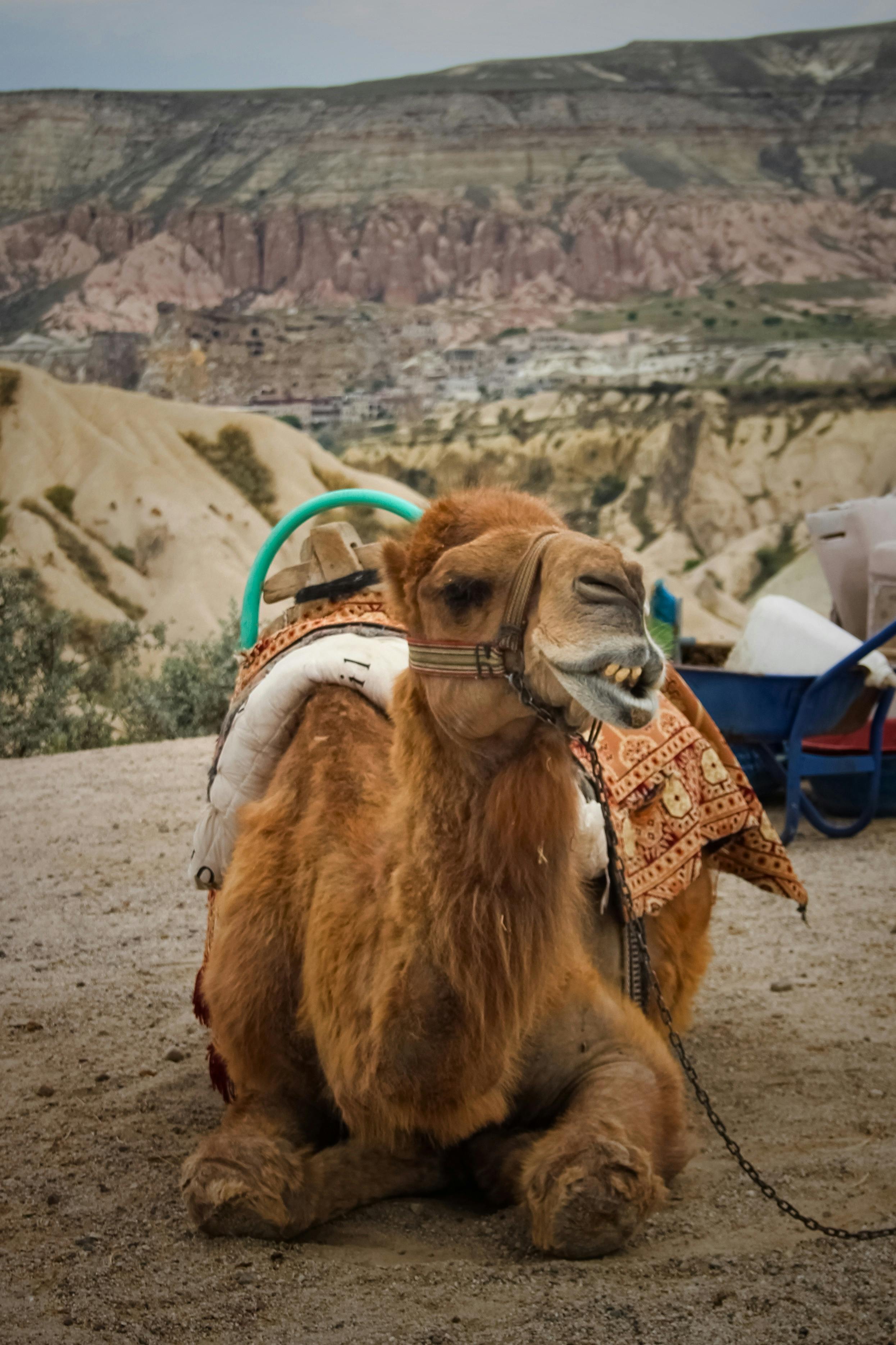 Camel Resting with Saddle in Cappadocia Landscape · Free Stock Photo