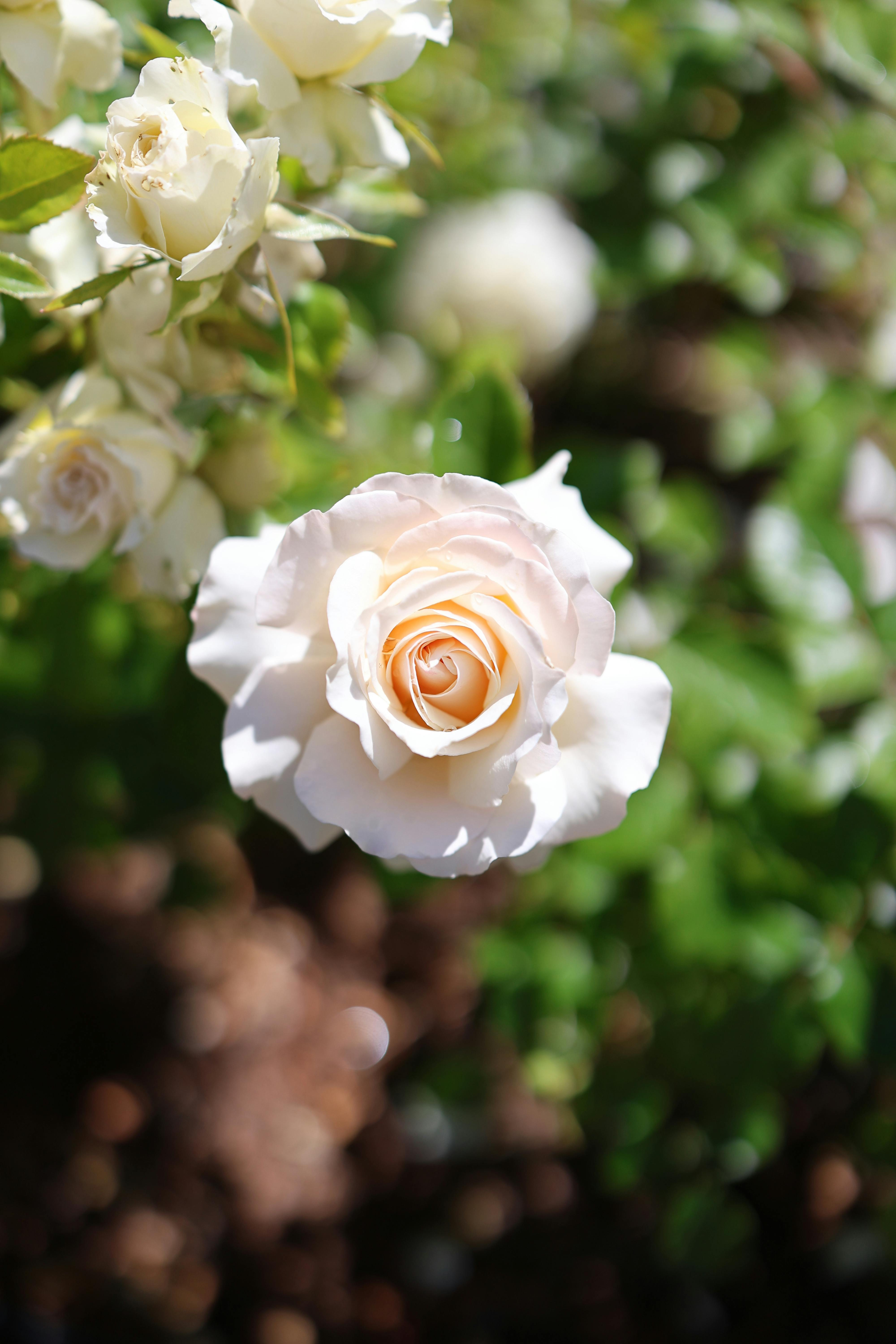 Close-up of a Beautiful White Rose in Bloom · Free Stock Photo