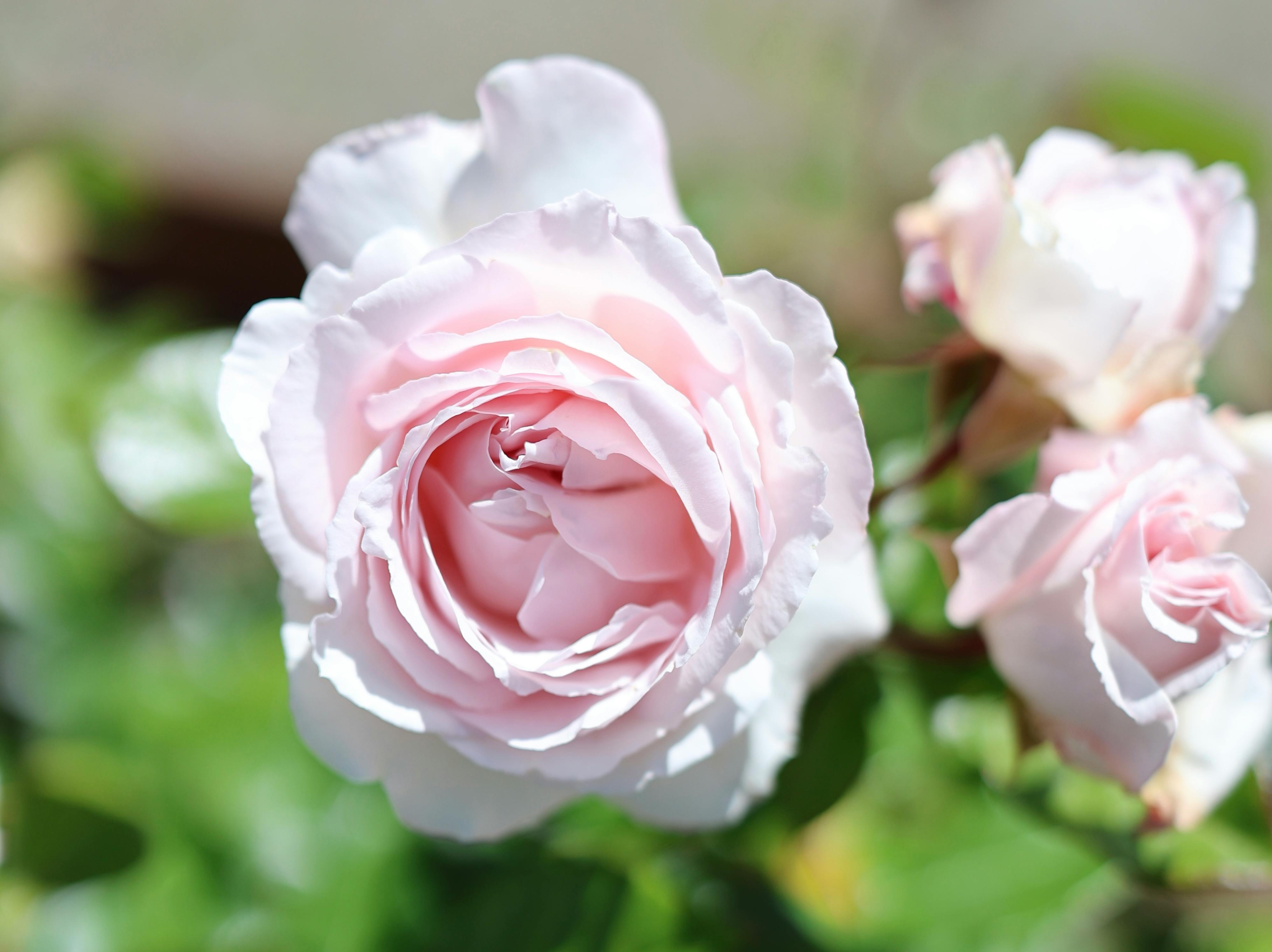 Amelia Cui - Photography