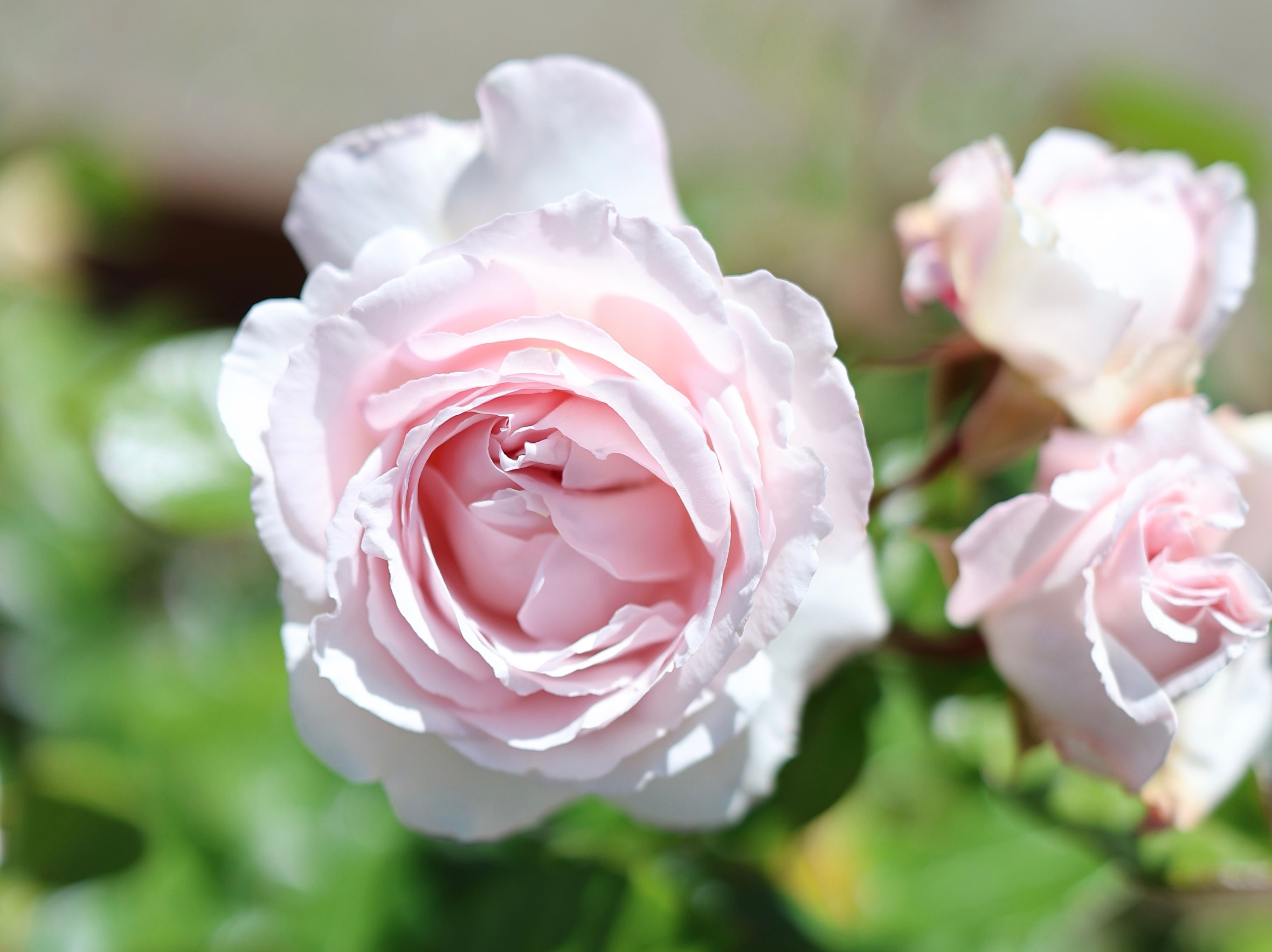 Rose Mhando Photos, Download The BEST Free Rose Mhando Stock Photos ...
