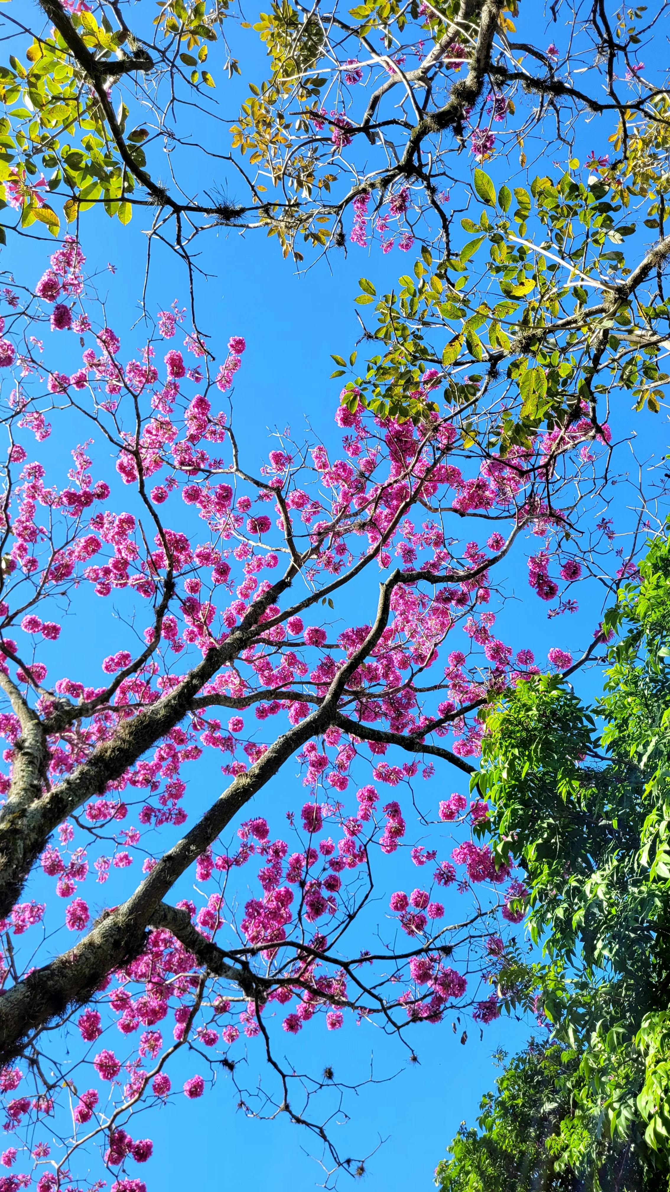 Tree Branches Photos, Download The BEST Free Tree Branches Stock Photos ...