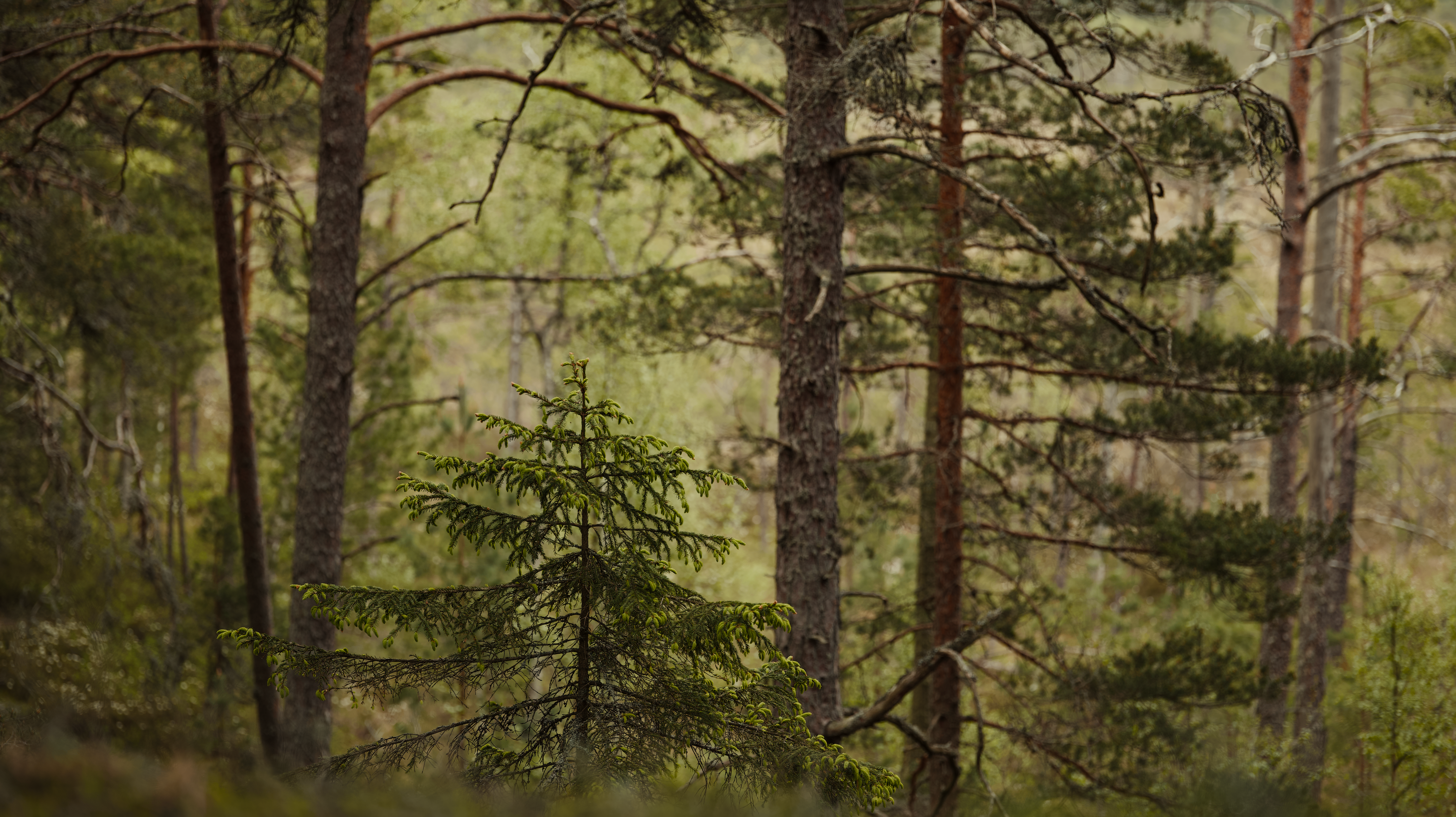 Serene Coniferous Forest in Summer · Free Stock Photo