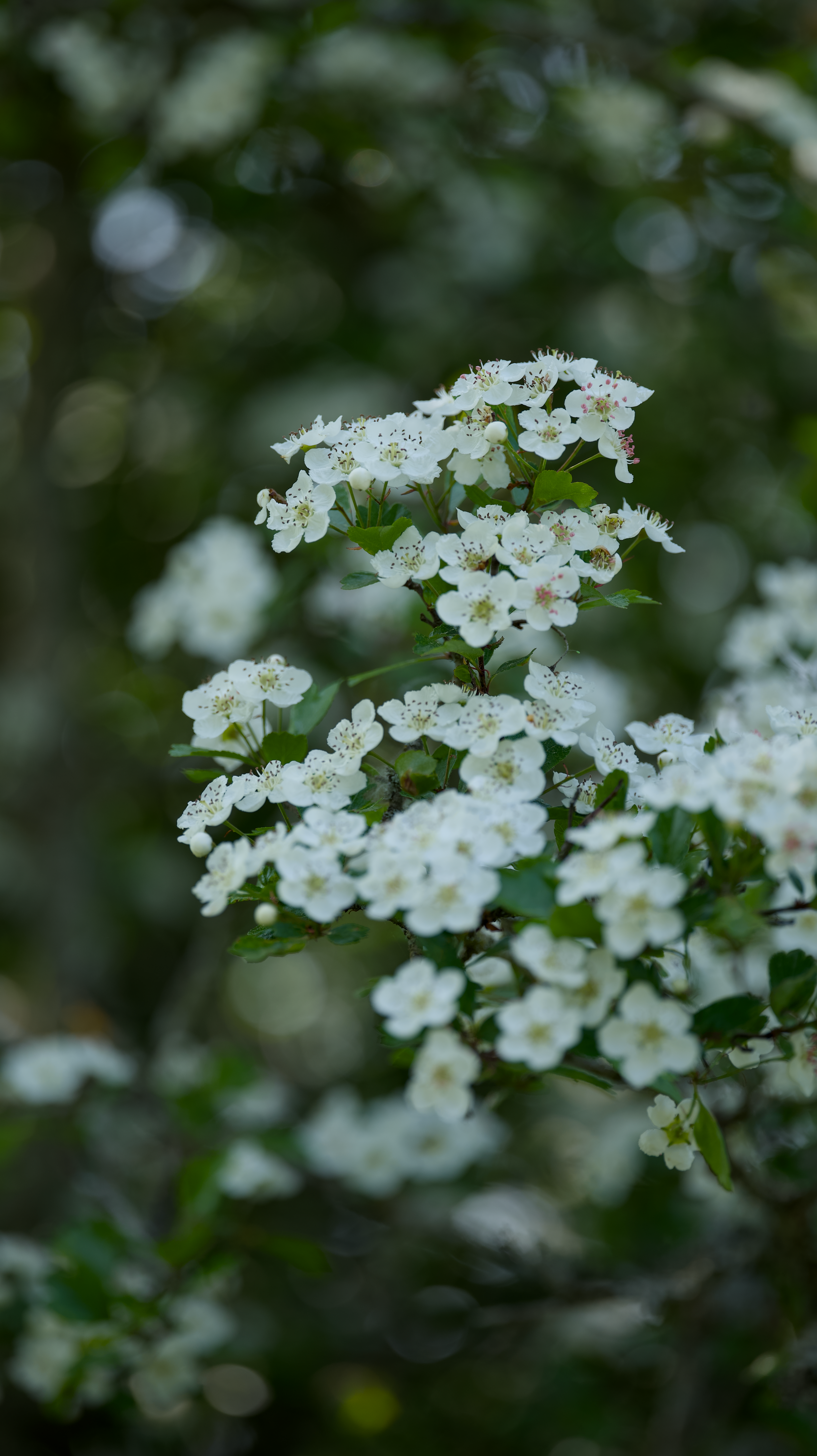 Hawthorn Flowers Photos, Download The BEST Free Hawthorn Flowers Stock ...