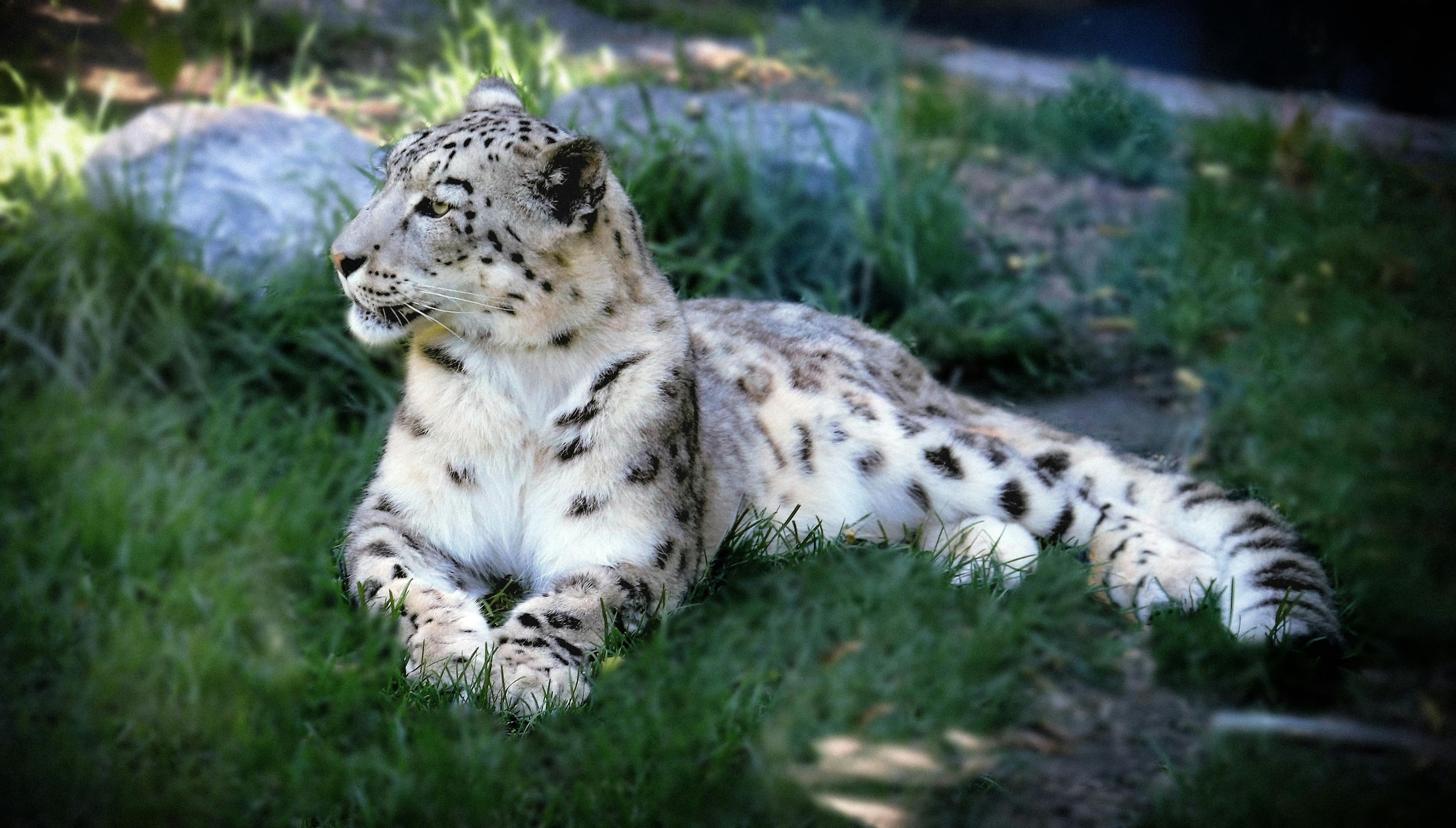 Predator+Scream Photos, Download The BEST Free Predator+Scream Stock ...