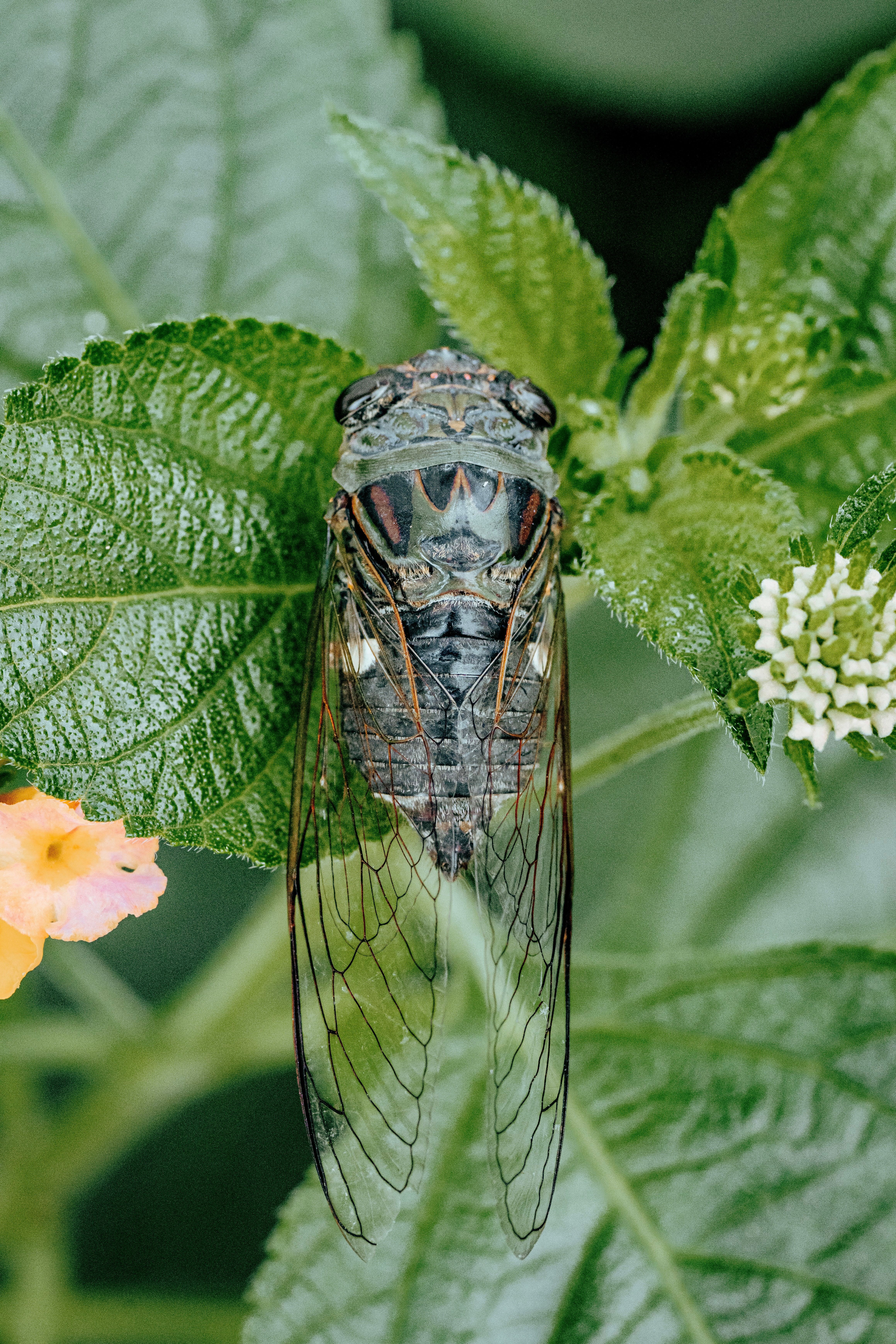 Macro Photograph of Cicada on Leaf in Summer · Free Stock Photo
