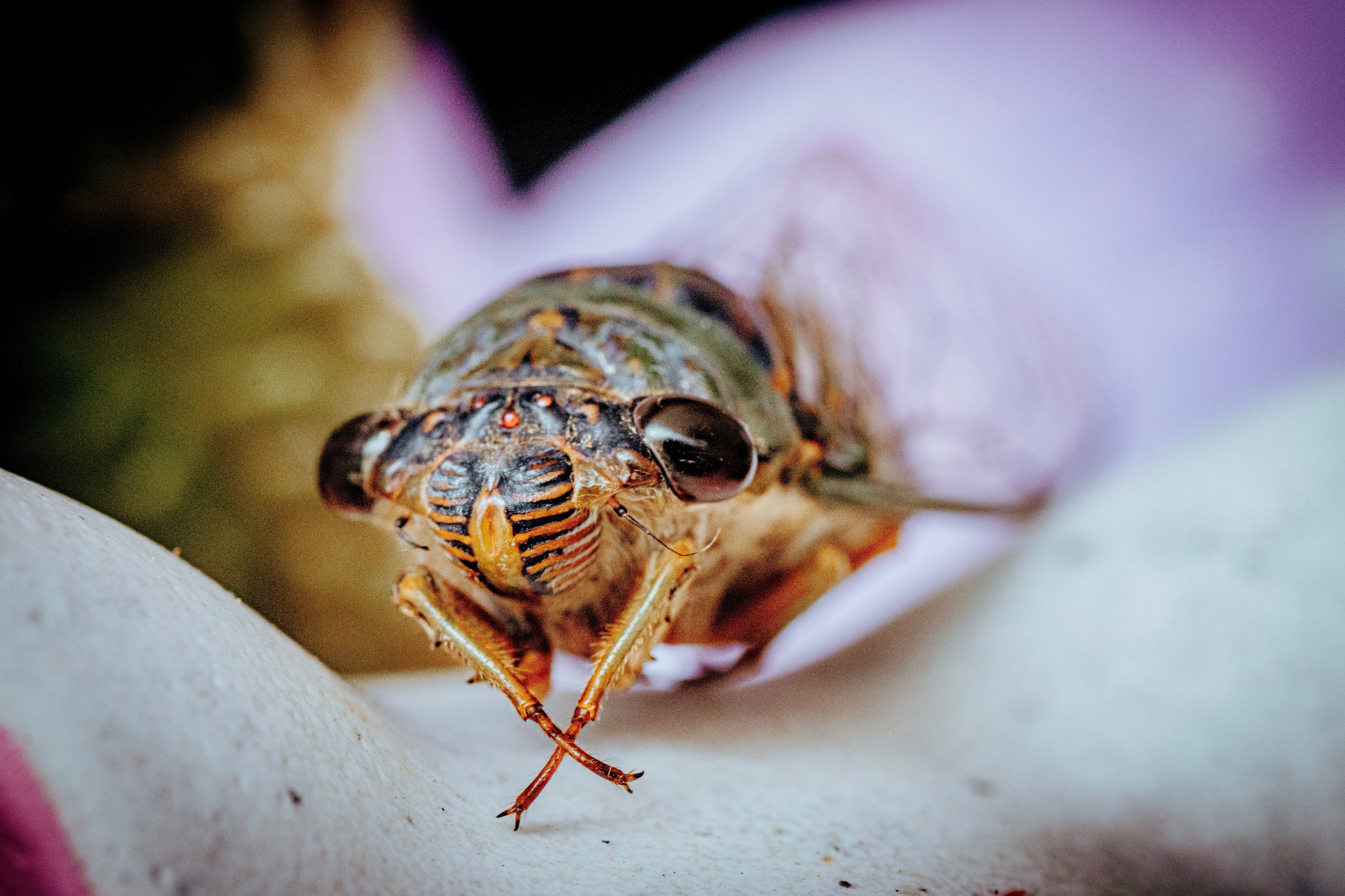 Close-up of a Cicada Resting on a Surface · Free Stock Photo