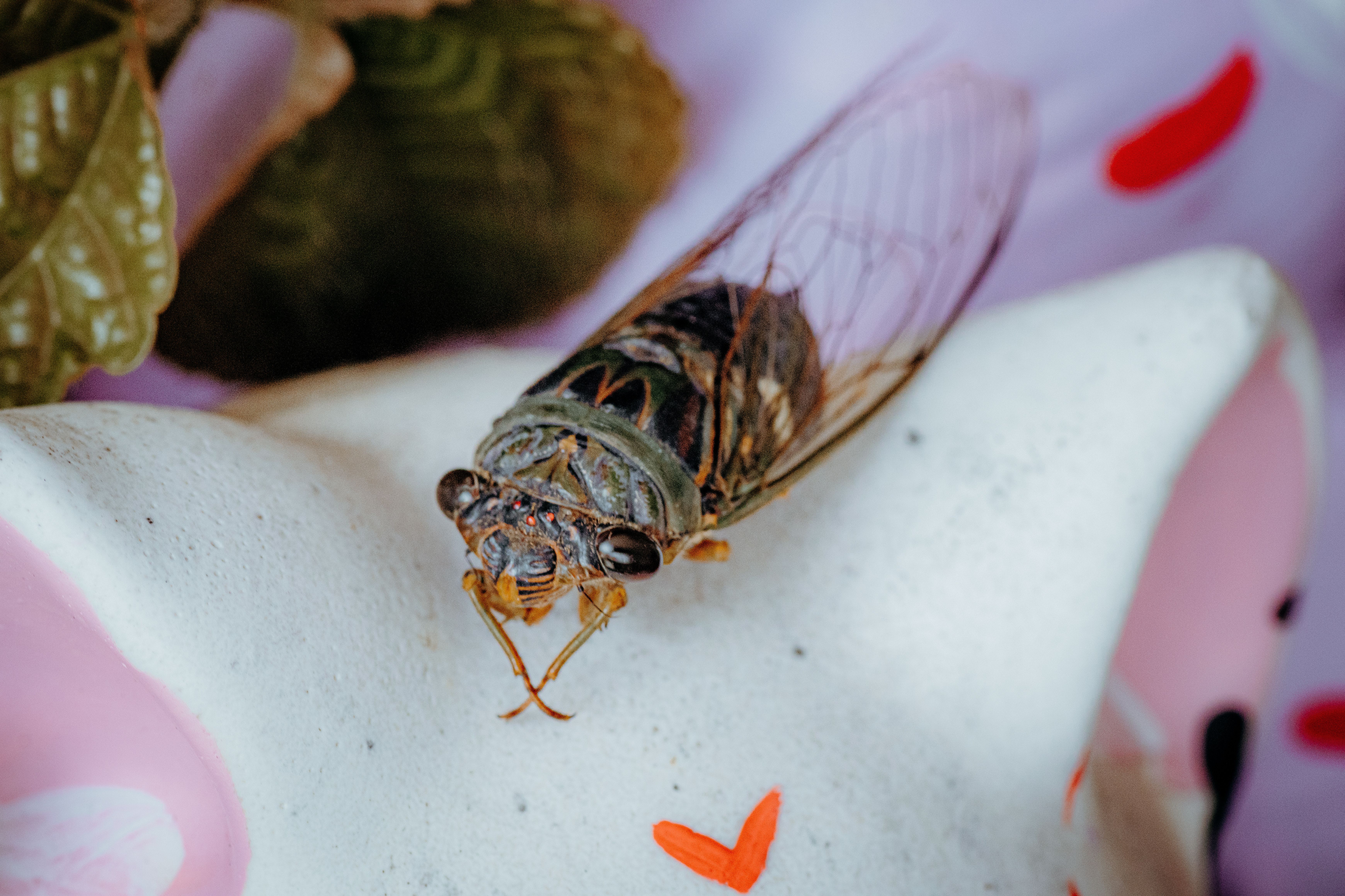 Close-up of a Cicada on Decorative Surface · Free Stock Photo