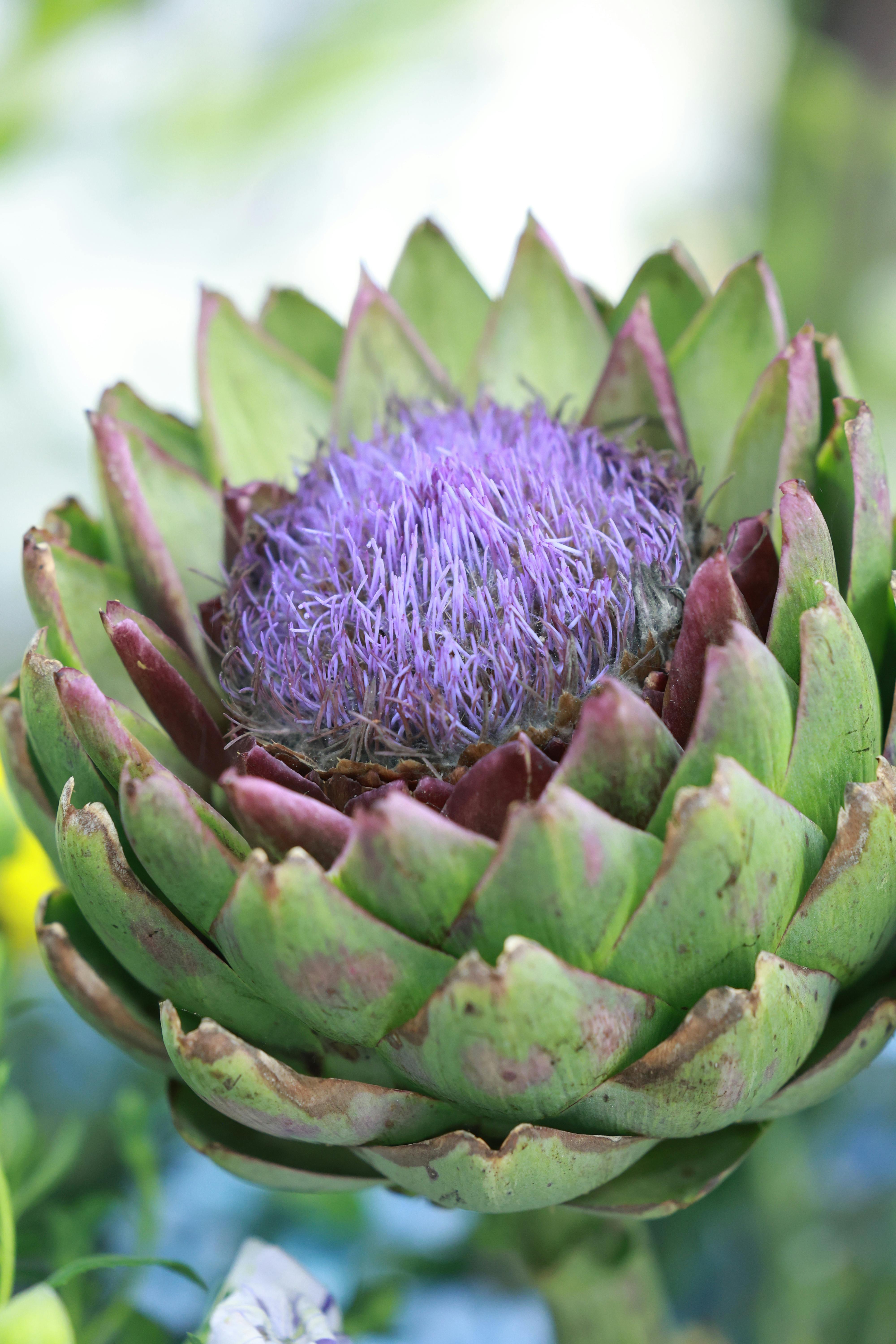 Abstract Backgraoud Food Leman Photos, Download The BEST Free Abstract ...