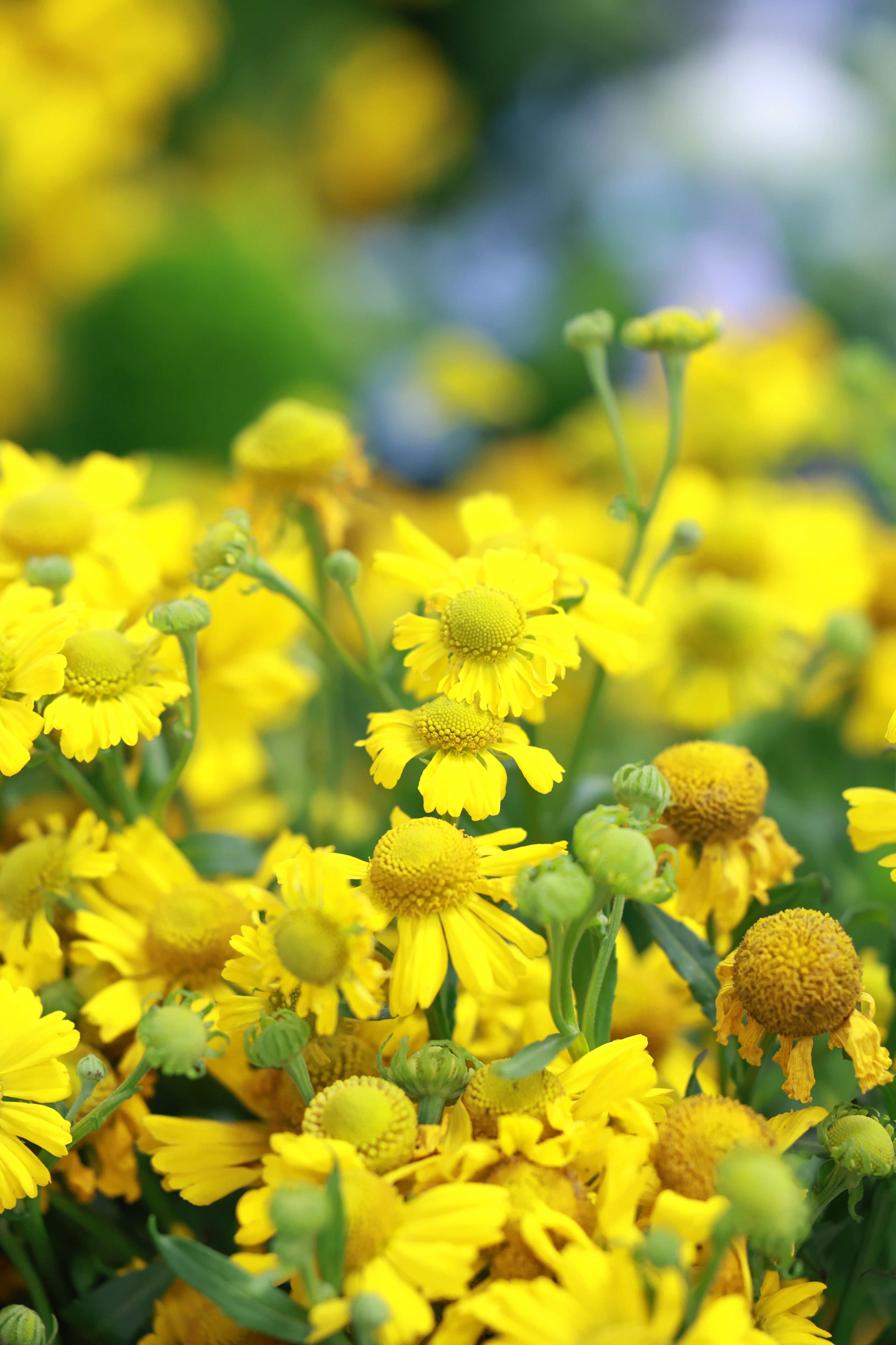Soft Background Photos, Download The BEST Free Soft Background Stock ...
