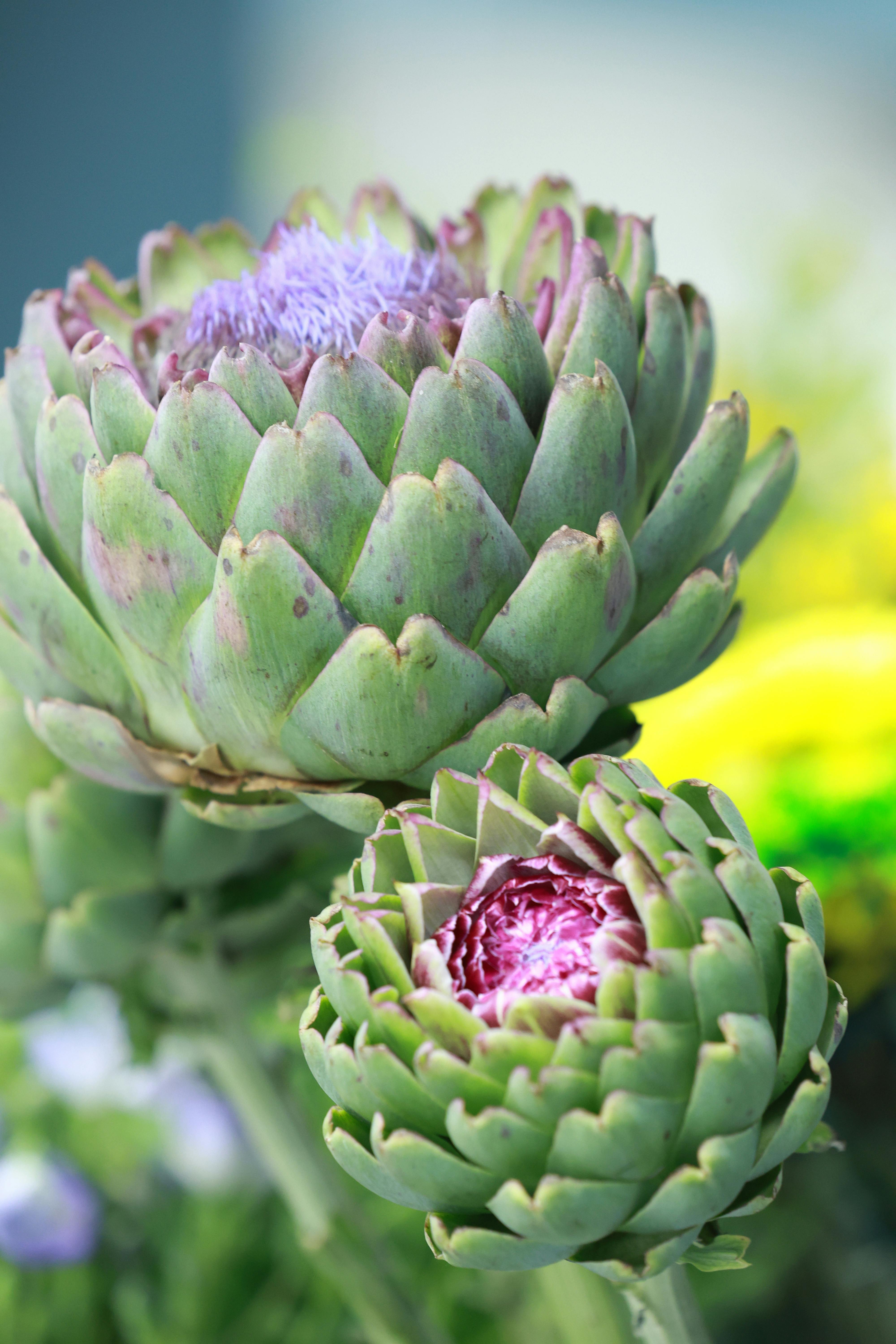 Prawn With Edible Flower Photos, Download The BEST Free Prawn With ...