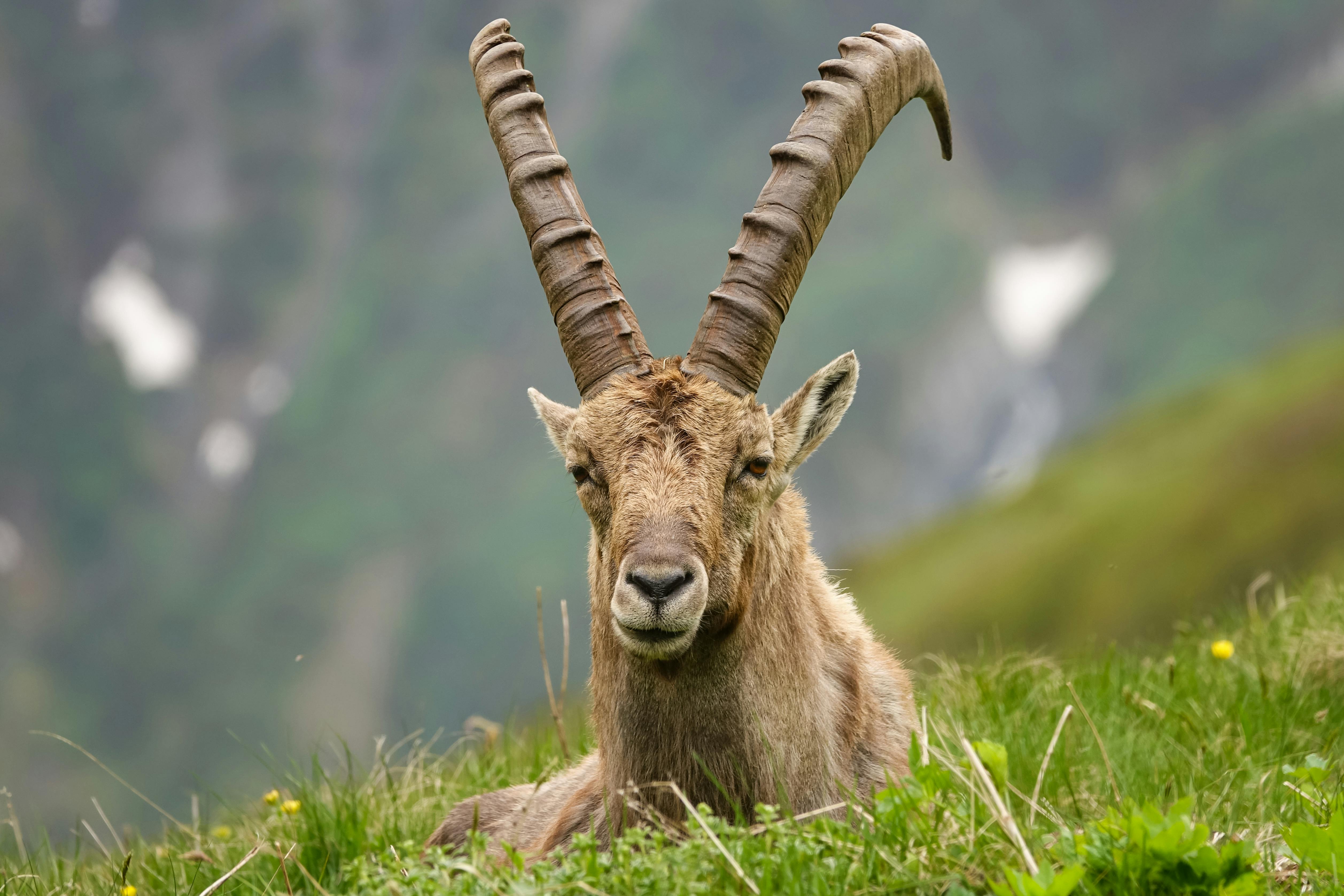 Majestic Ibex Resting in Vanoise Alps · Free Stock Photo