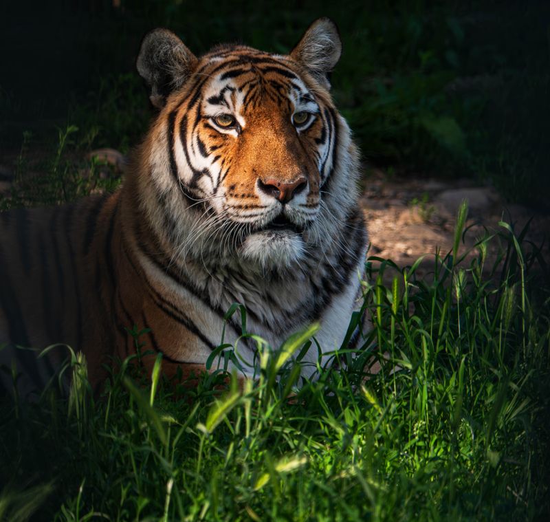 Tiger+With+A+Bow Photos, Download The BEST Free Tiger+With+A+Bow Stock ...