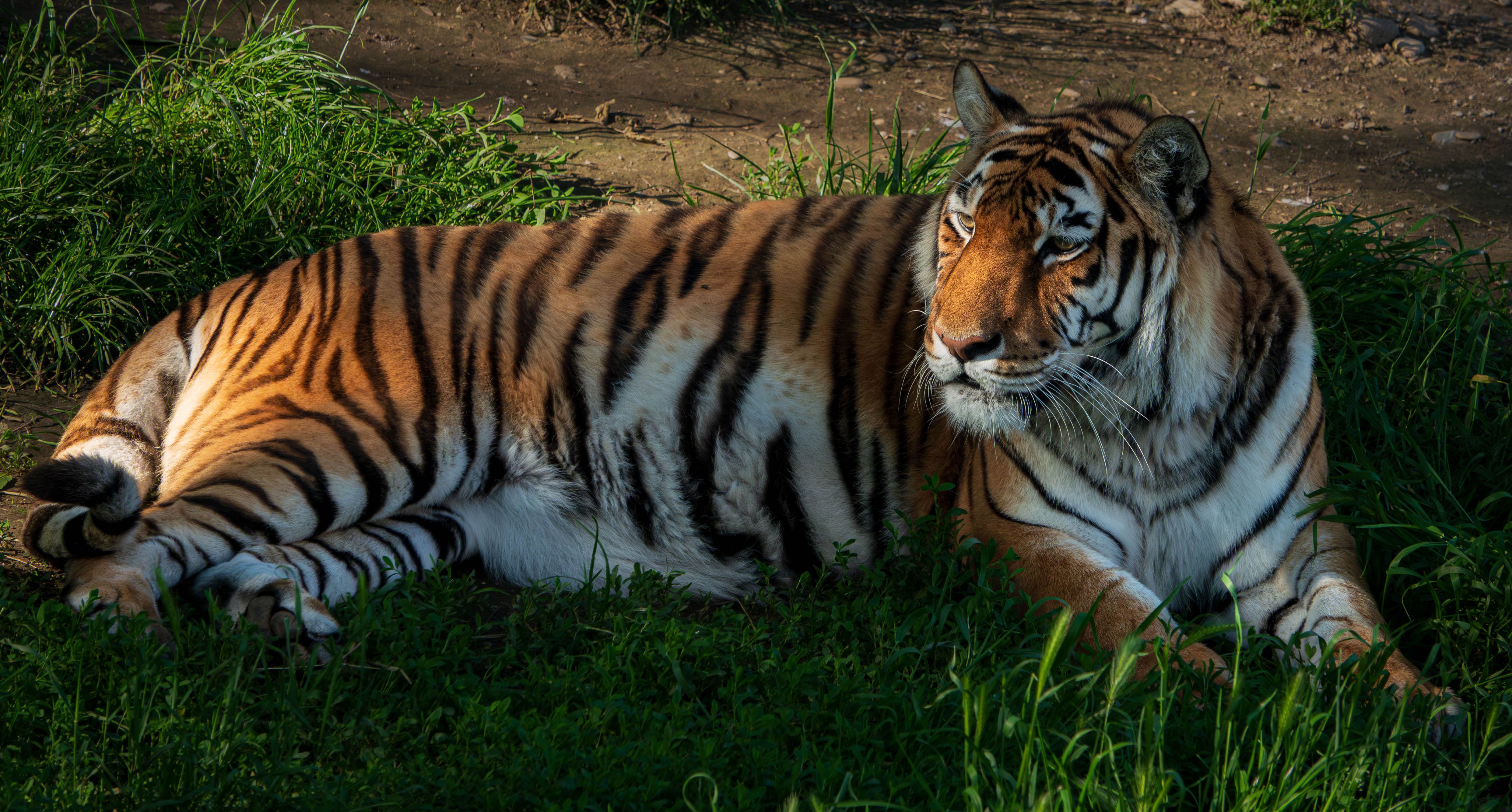 Tiger+With+A+Bow Photos, Download The BEST Free Tiger+With+A+Bow Stock ...