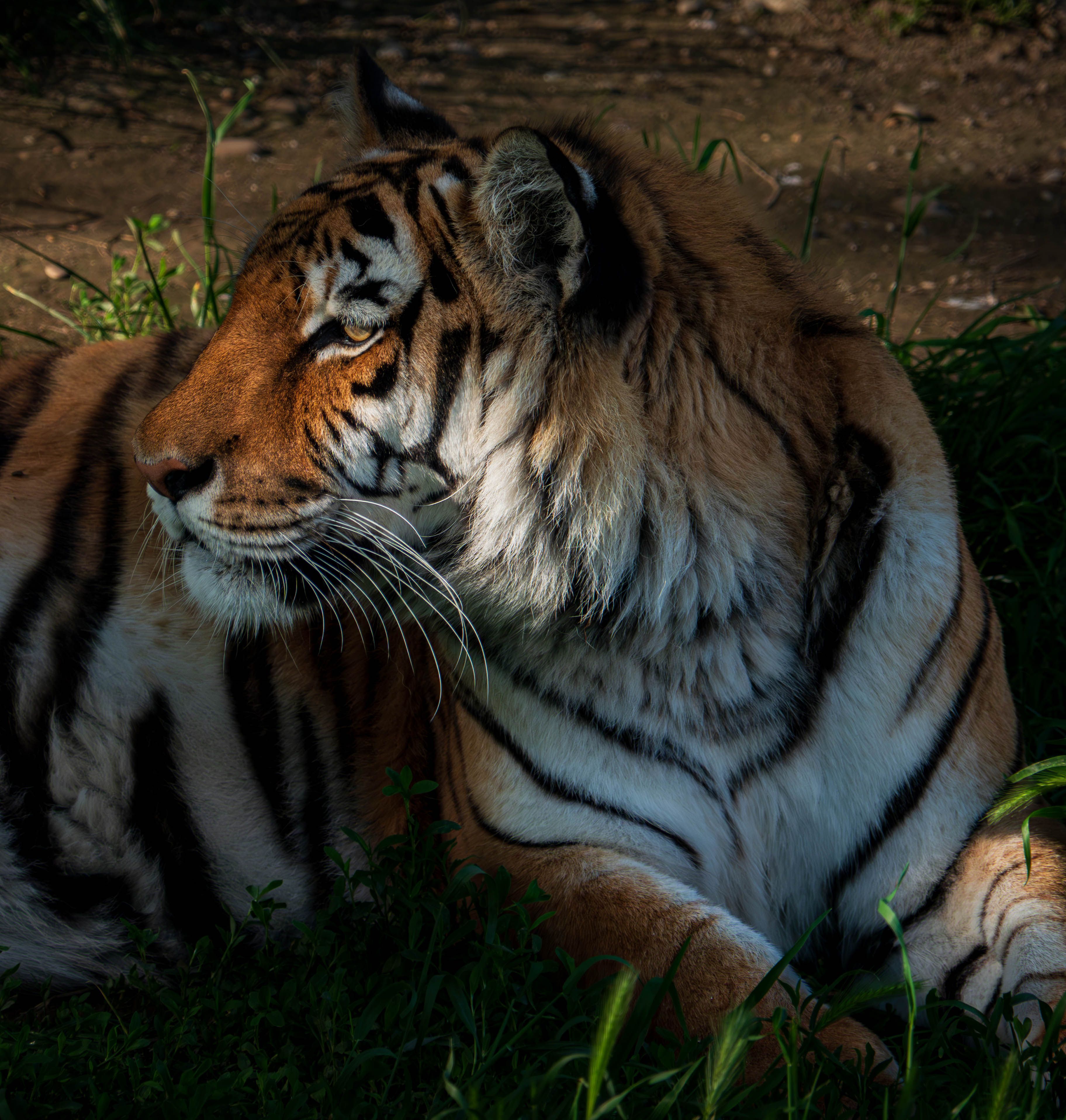 Tiger Images Photos, Download The BEST Free Tiger Images Stock Photos ...