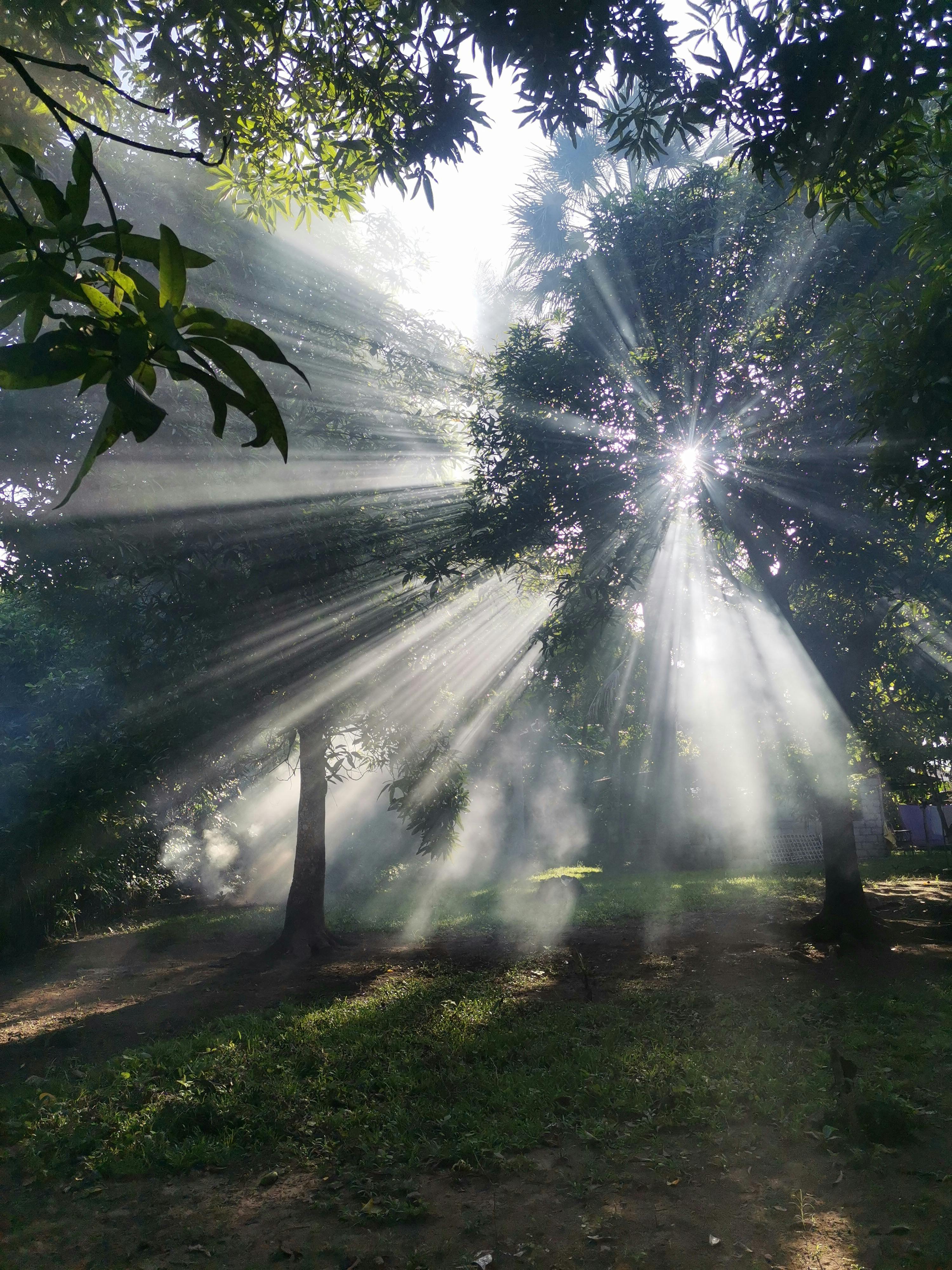 Sunlight Streaming Through Forest Trees · Free Stock Photo