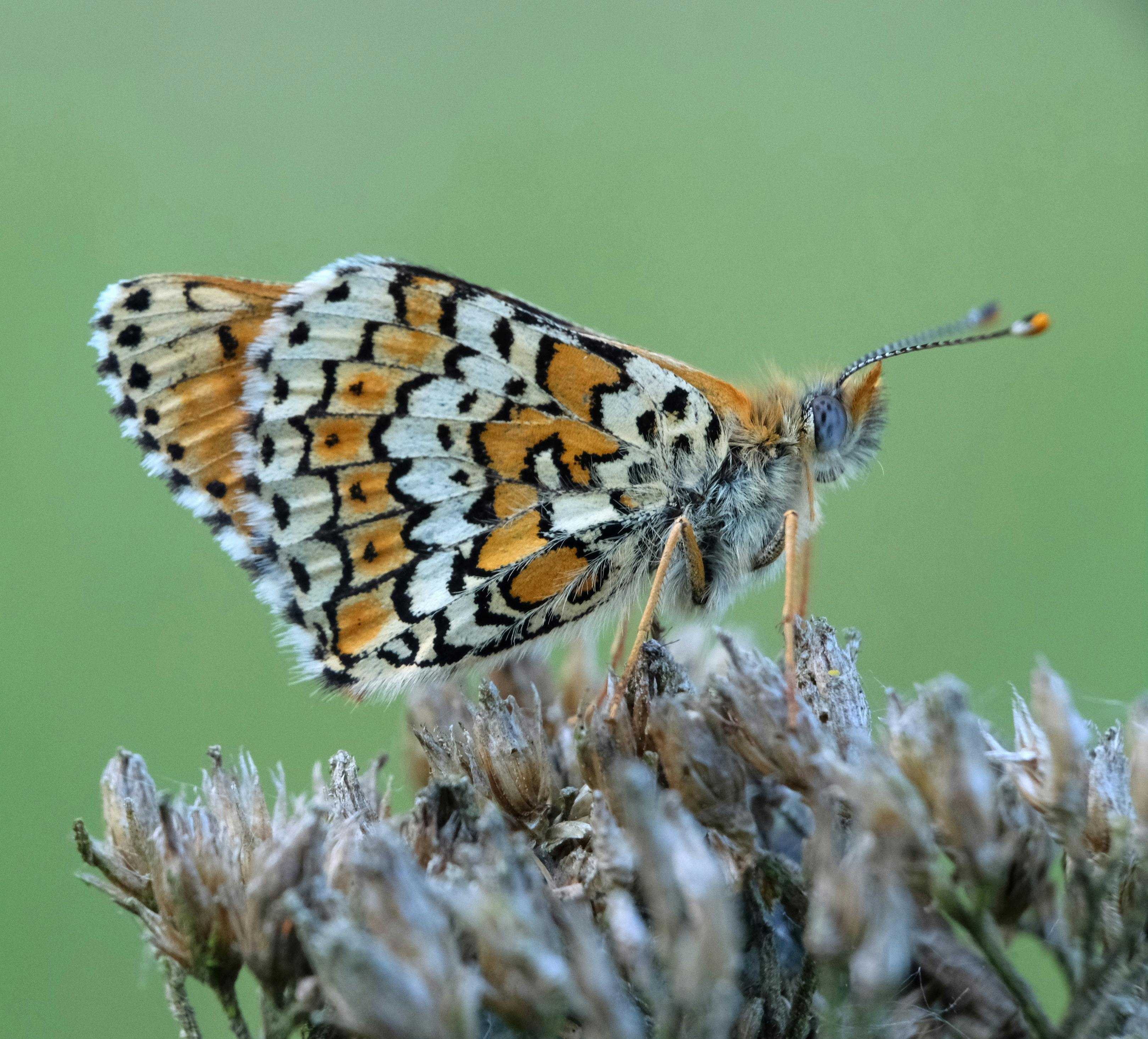 Scroller+Butterfly+Wings Photos, Download The BEST Free Scroller ...