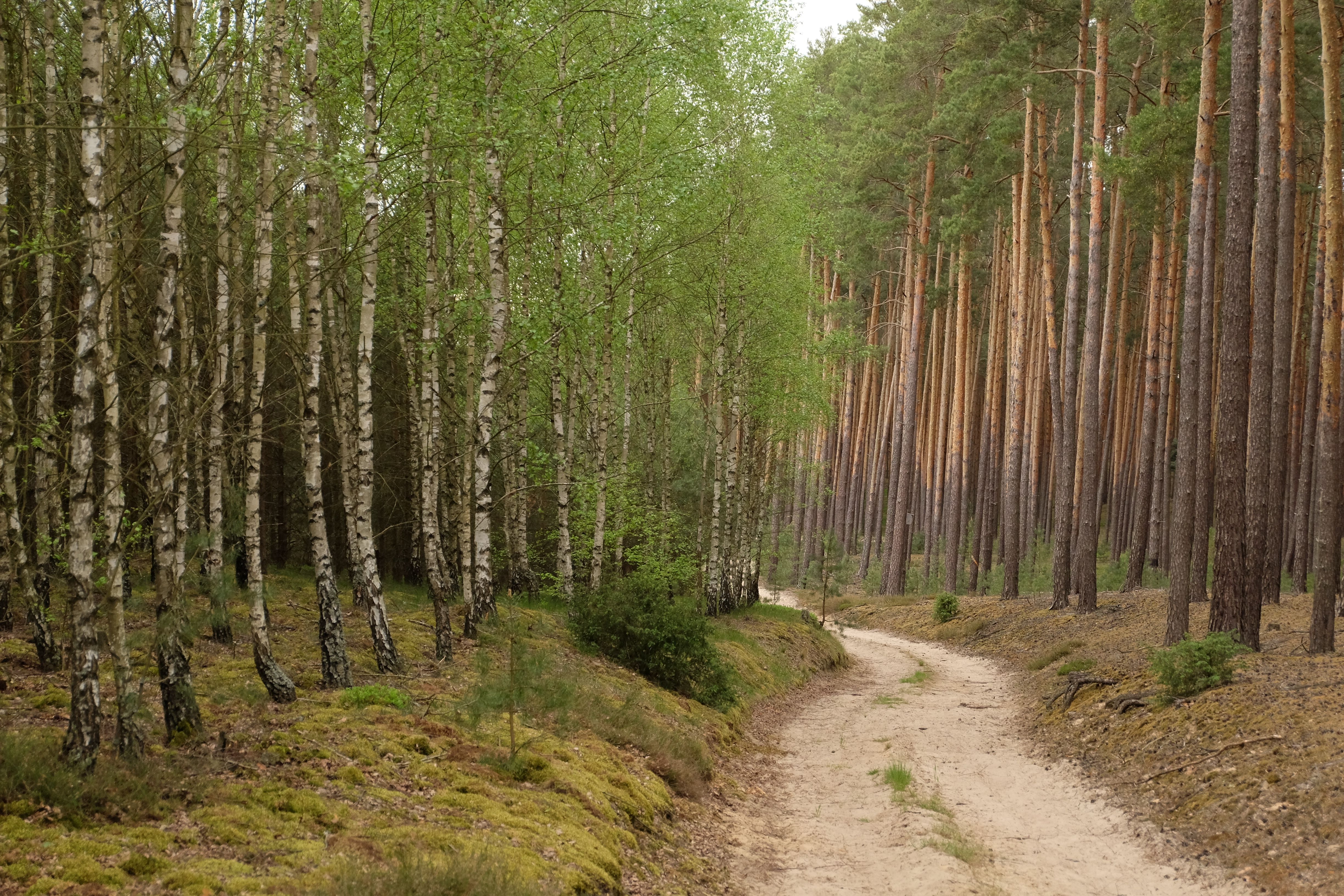 Serene Forest Path in Birch and Pine Woods · Free Stock Photo