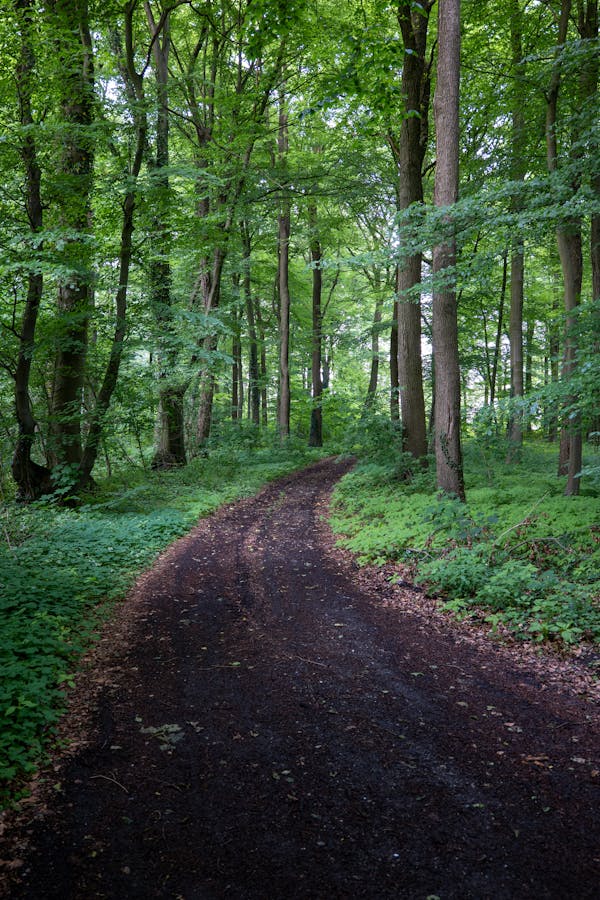 Forest Walk Photos, Download The BEST Free Forest Walk Stock Photos ...