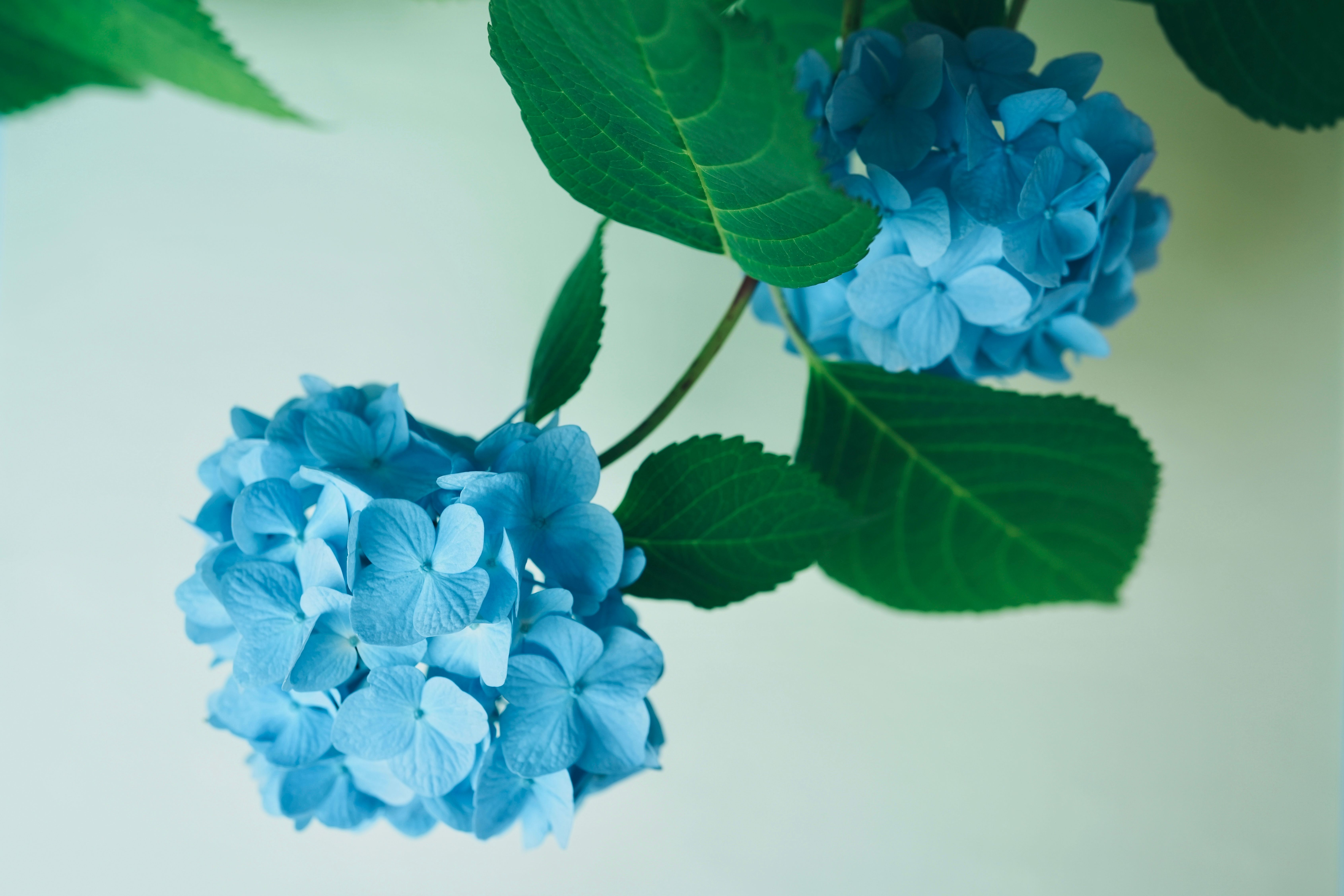 Japan Flower Of Death Photos, Download The BEST Free Japan Flower Of ...