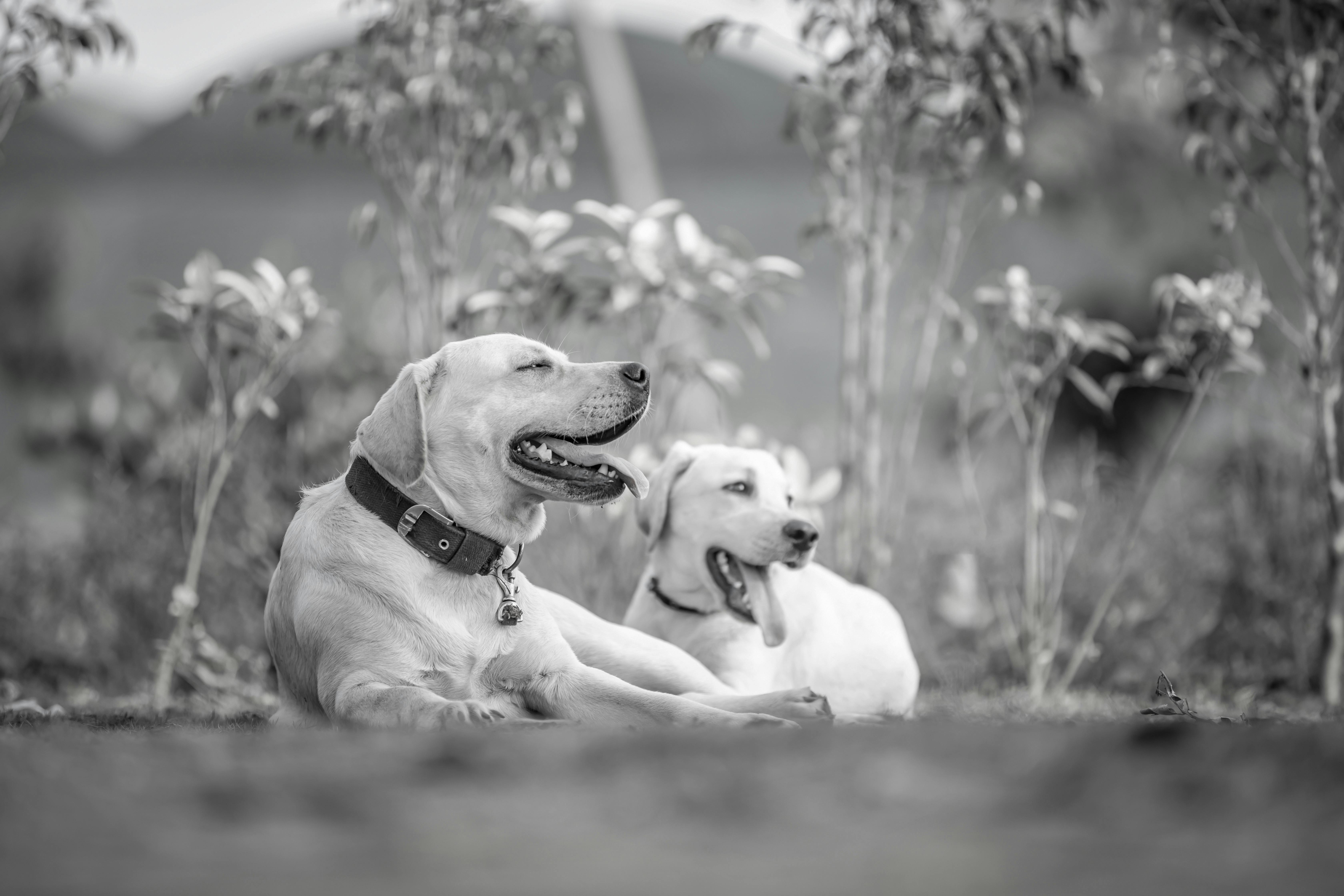 Two Labrador Retrievers Resting Outdoors in Black and White · Free ...