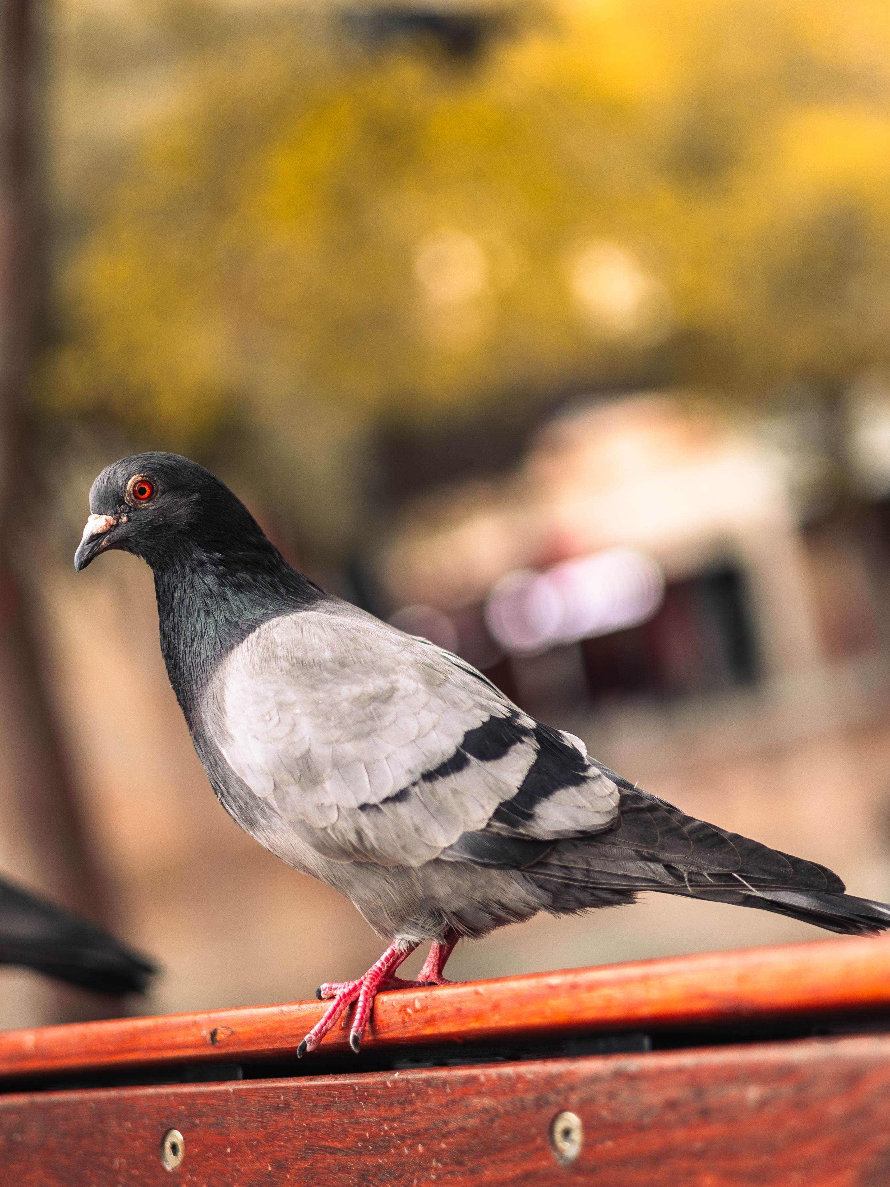 Close-up of a Rock Pigeon in Perth Park · Free Stock Photo