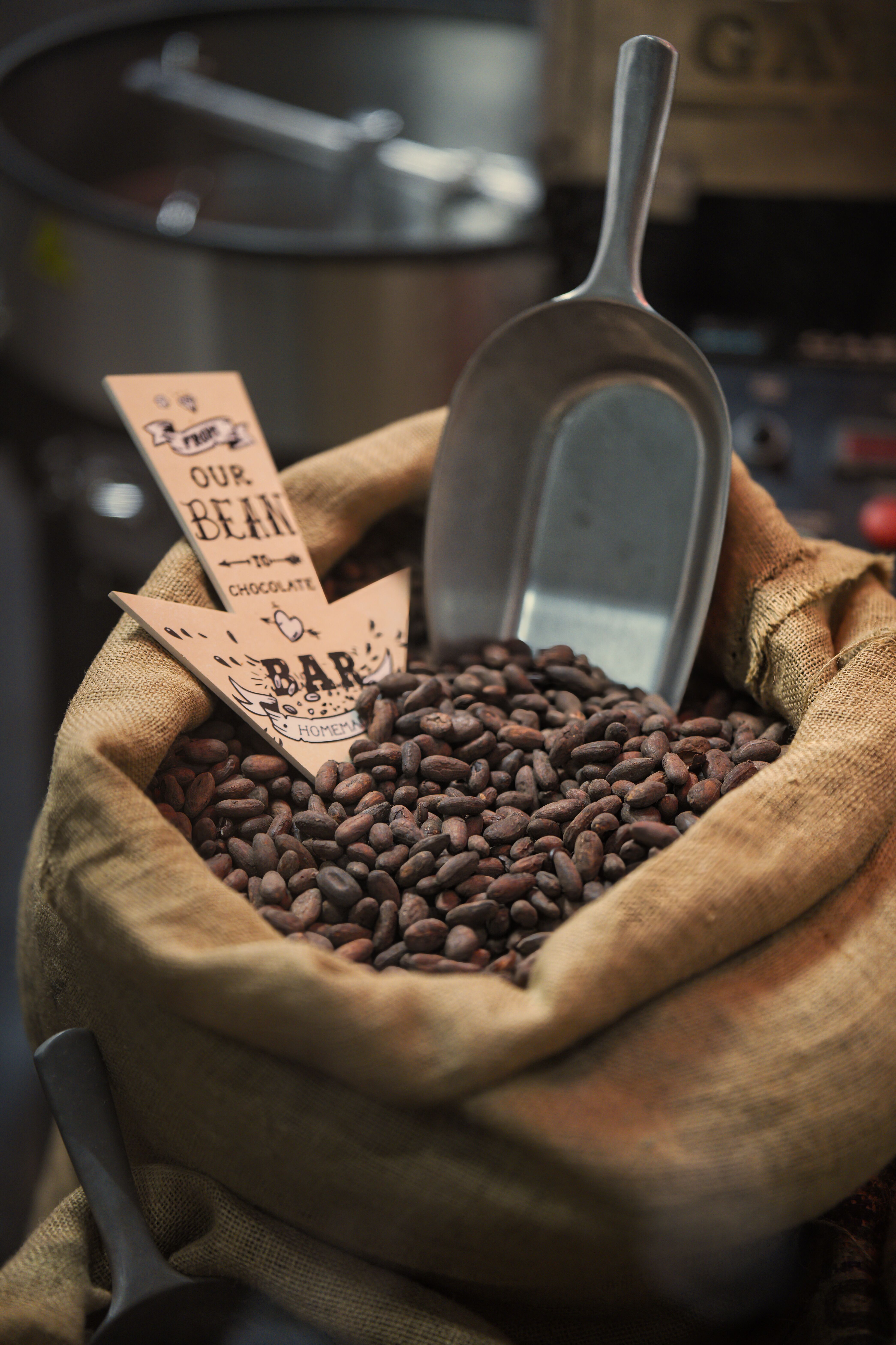 Organic Cocoa Beans in Burlap Sack with Metal Scoop · Free Stock Photo