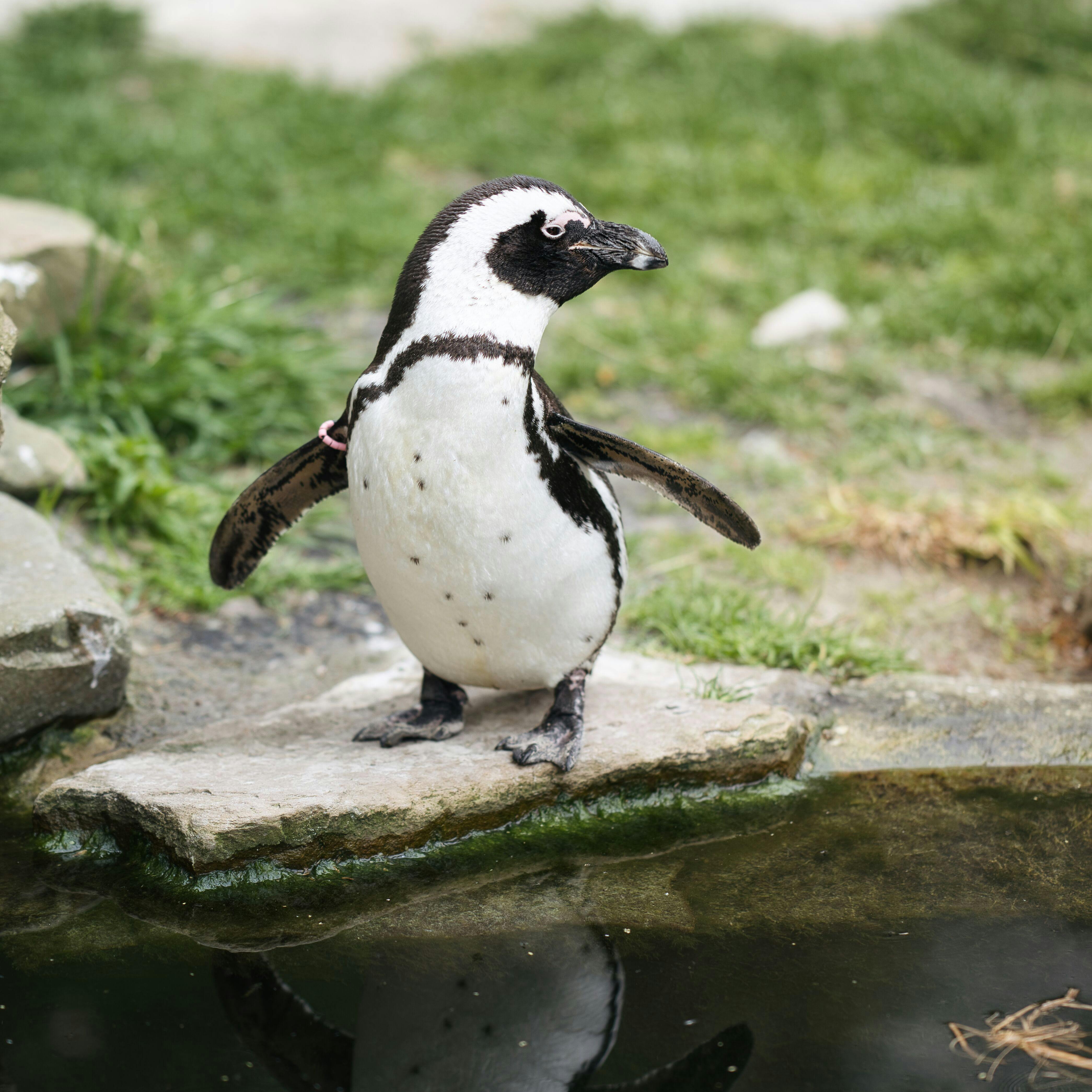 Empty Zoo Habitat Photos, Download The BEST Free Empty Zoo Habitat ...