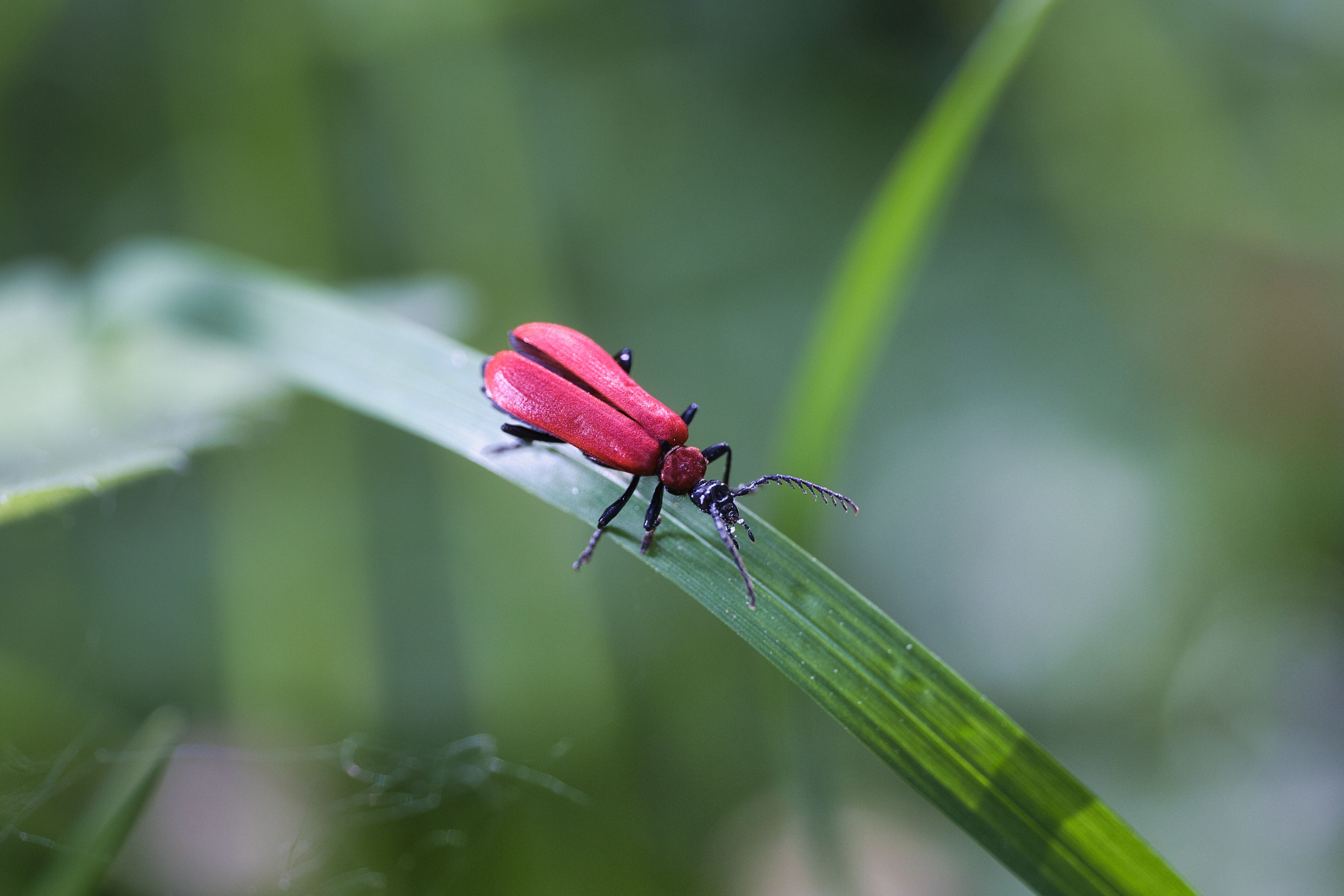 Close-Up of Red Insect on Green Leaf in Nature · Free Stock Photo