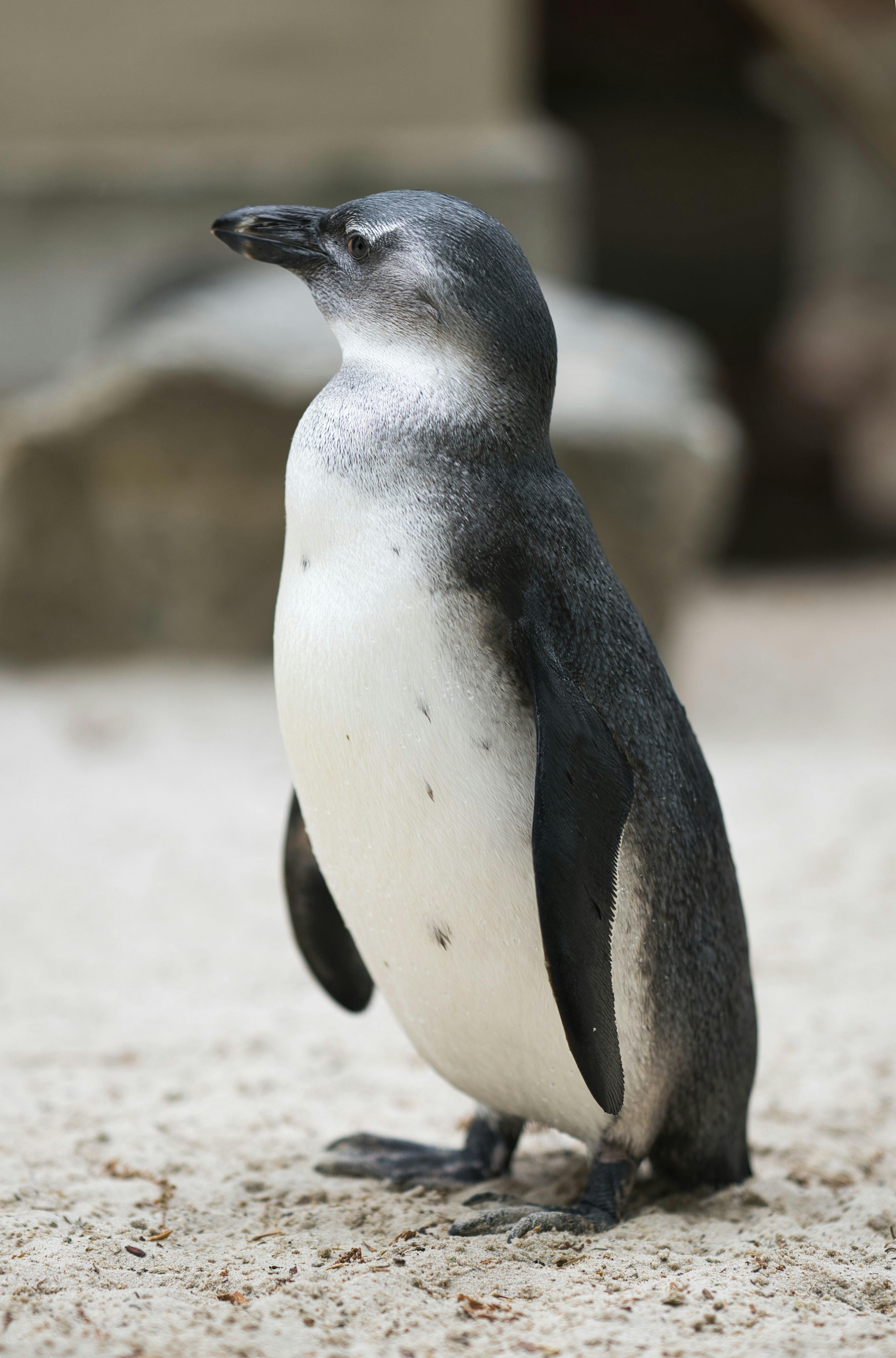 Penguin Profile Photos, Download The BEST Free Penguin Profile Stock ...