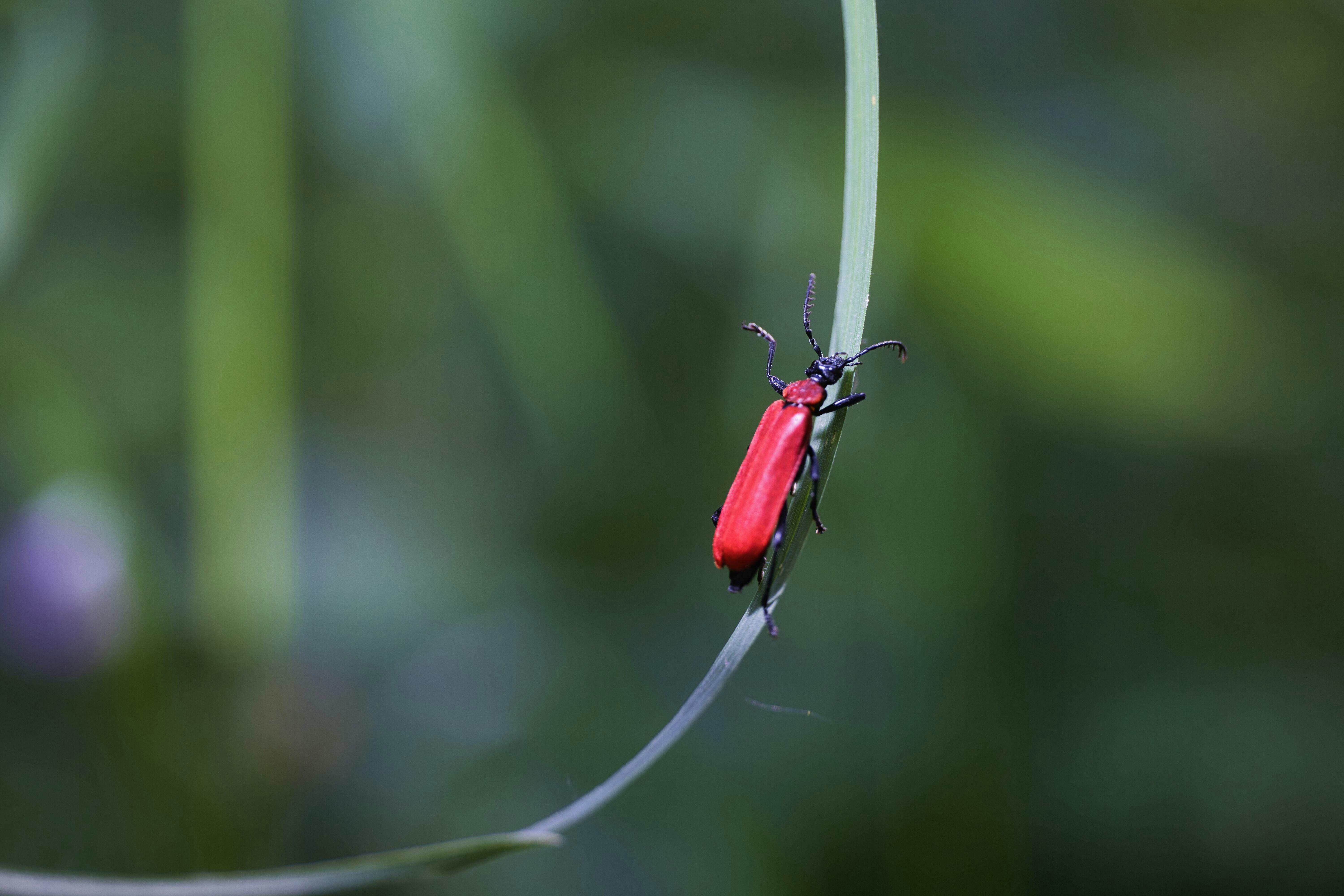 Close-up of Red Cardinal Beetle on Grass Blade · Free Stock Photo