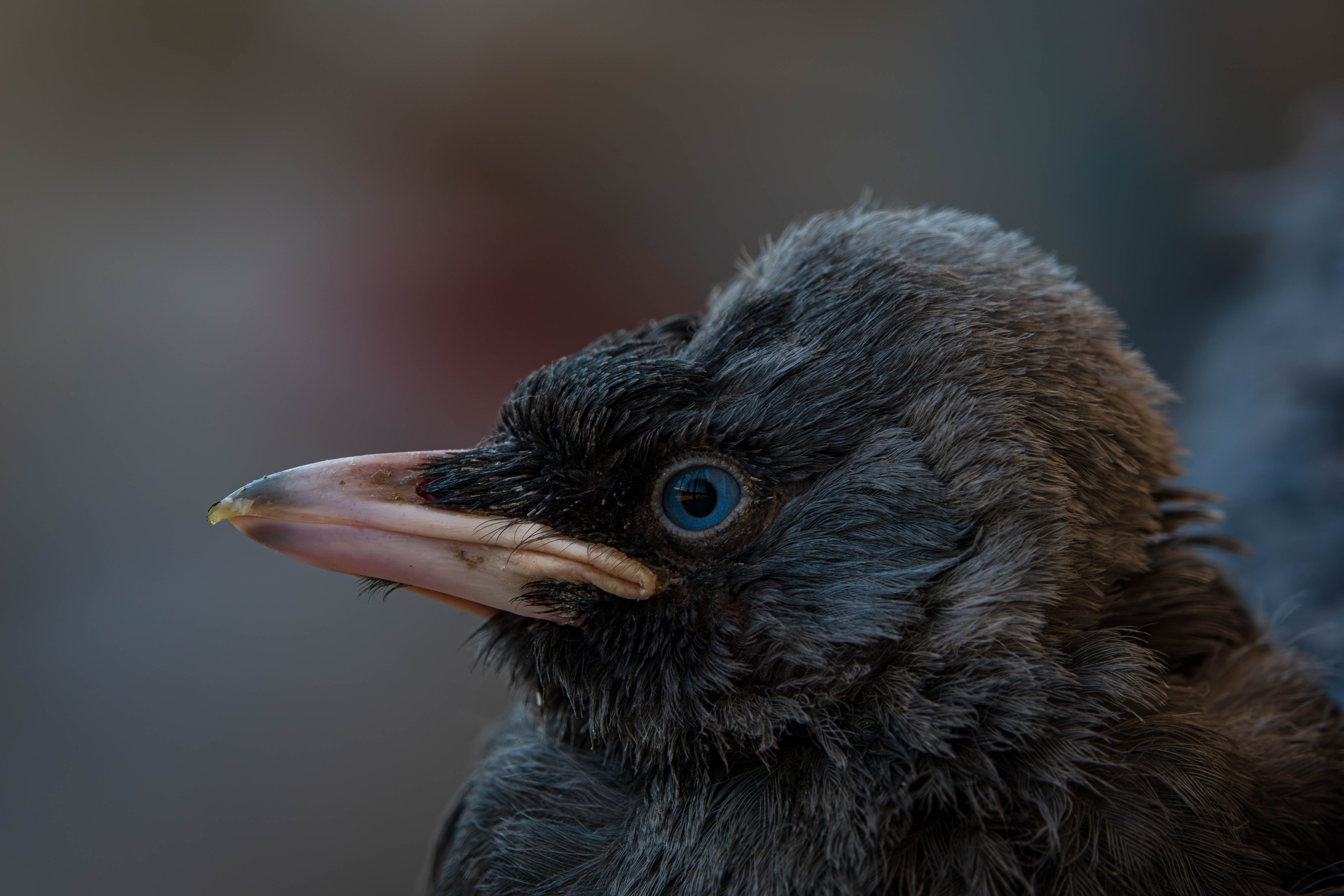 Close-up Portrait of a Young Crow in Natural Light · Free Stock Photo