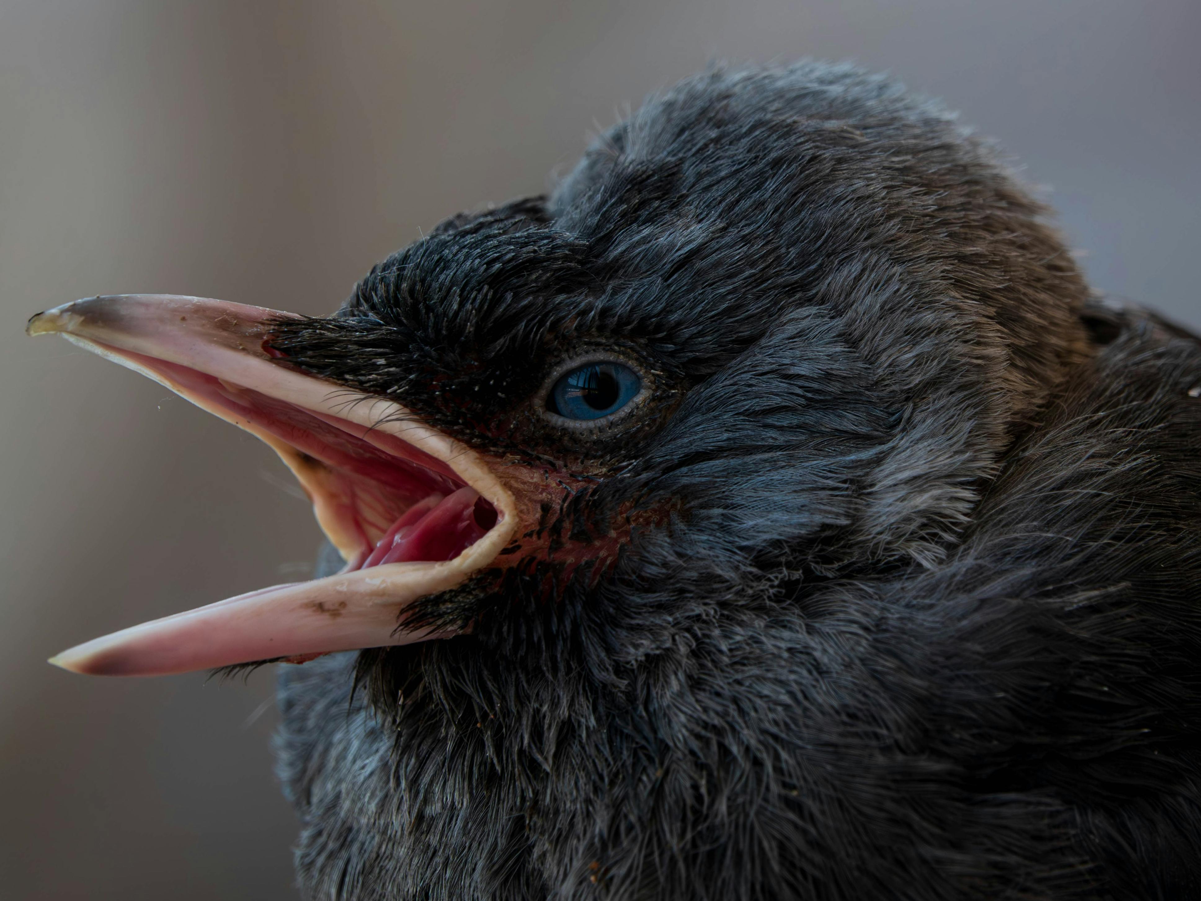 Eye Roll Photos, Download The BEST Free Eye Roll Stock Photos & HD Images