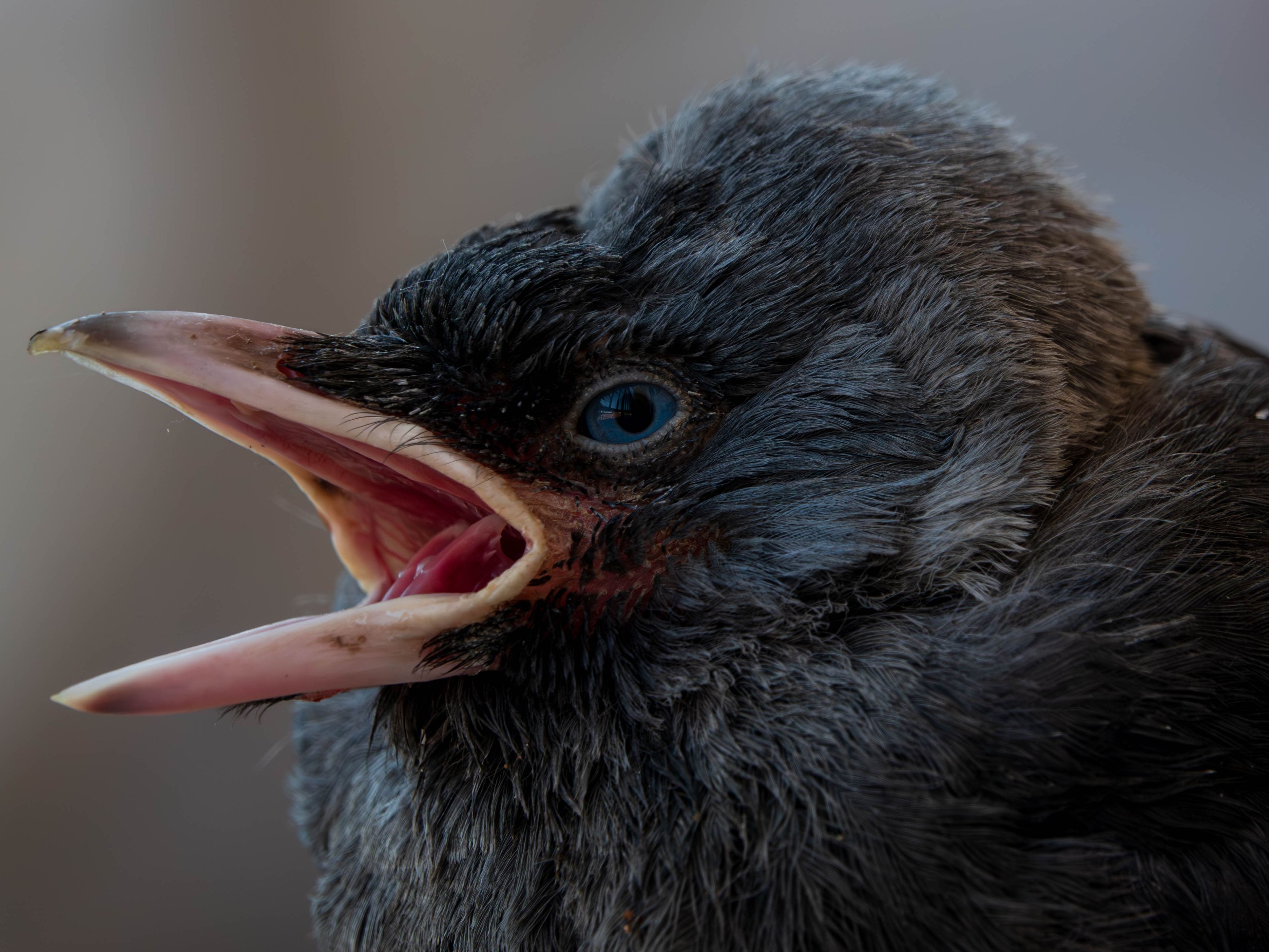Close-up of a Blackbird Chick with Open Beak · Free Stock Photo