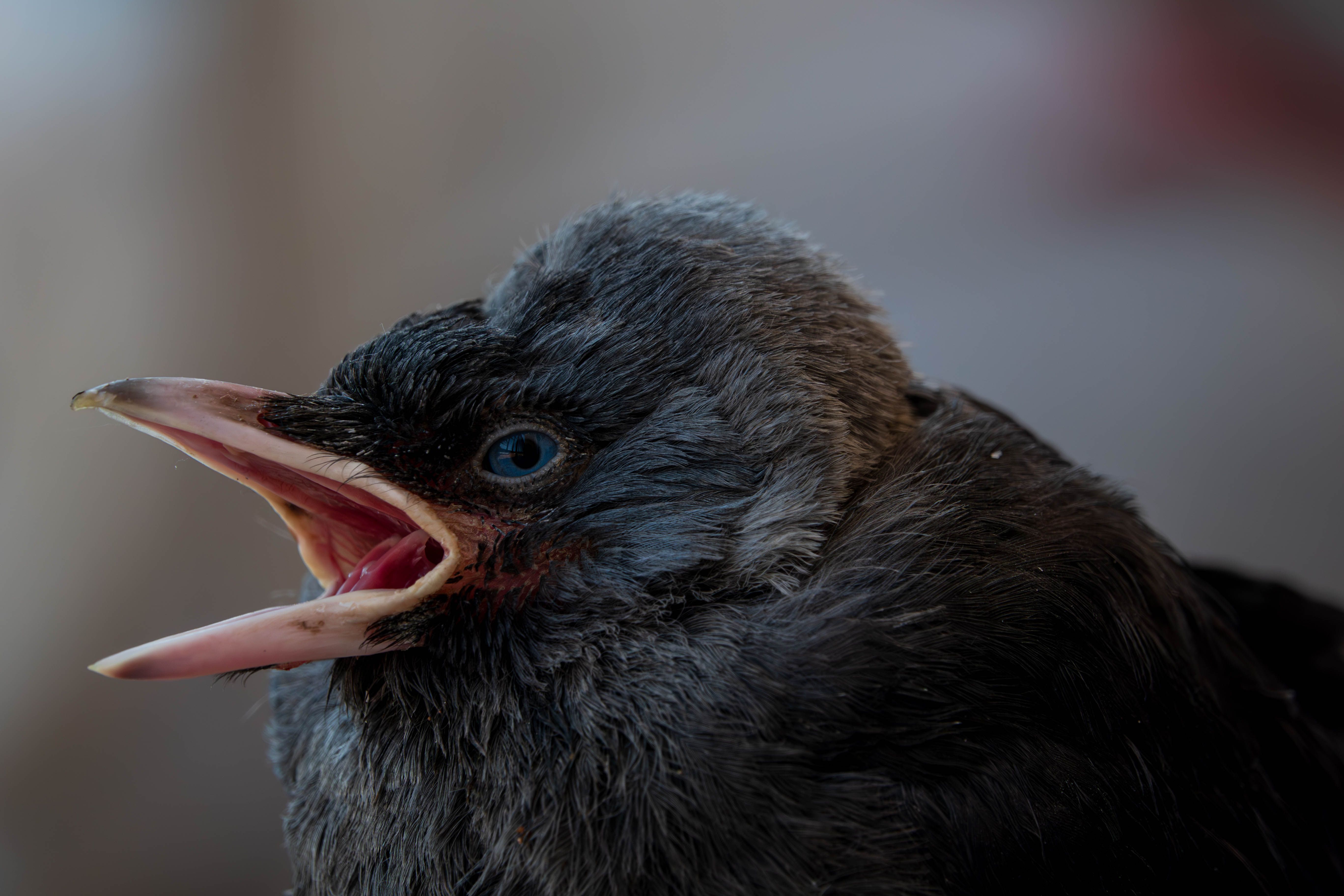 Close-up of a Young Blackbird with Open Beak · Free Stock Photo