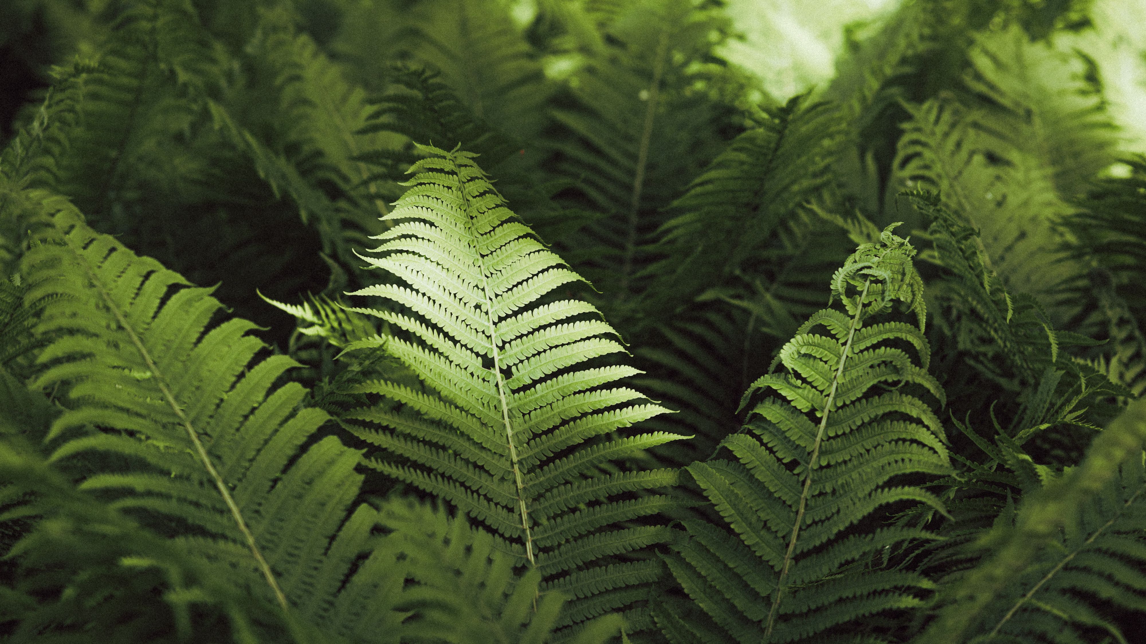 close-Up Photography of Fern · Free Stock Photo