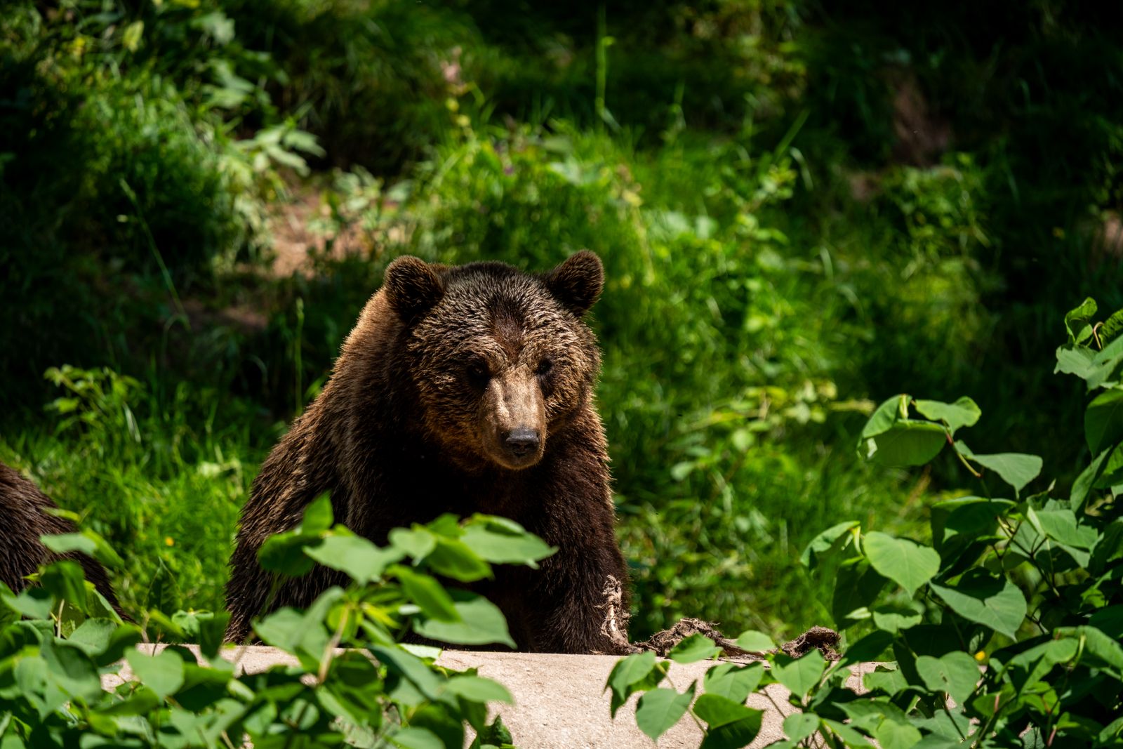 Bear Face Photos, Download The BEST Free Bear Face Stock Photos & HD Images
