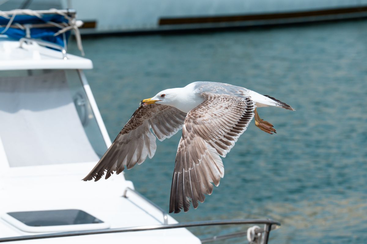 Seagull Flying Photos, Download The BEST Free Seagull Flying Stock ...