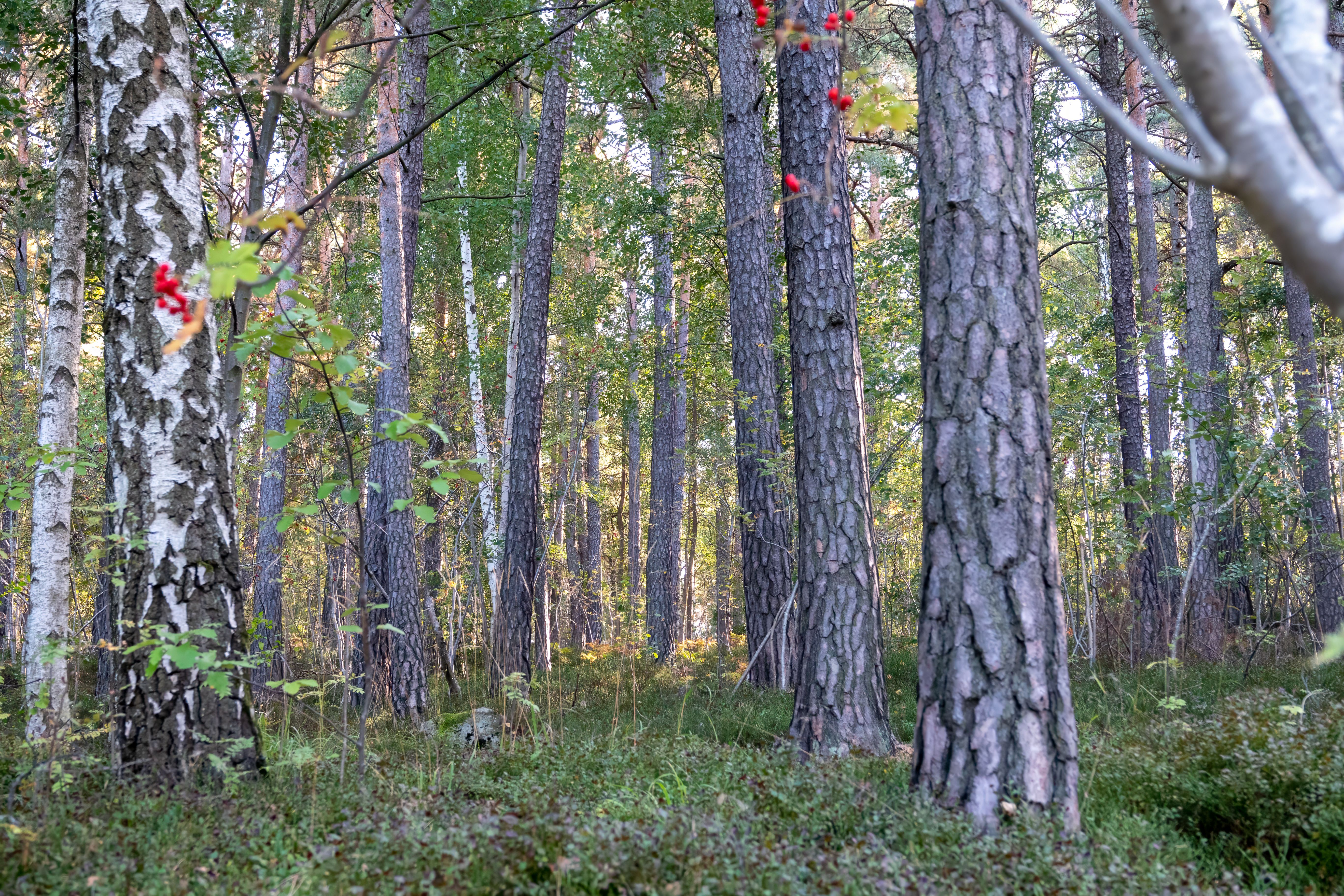 Serene Autumn Forest Scene in Stockholm · Free Stock Photo