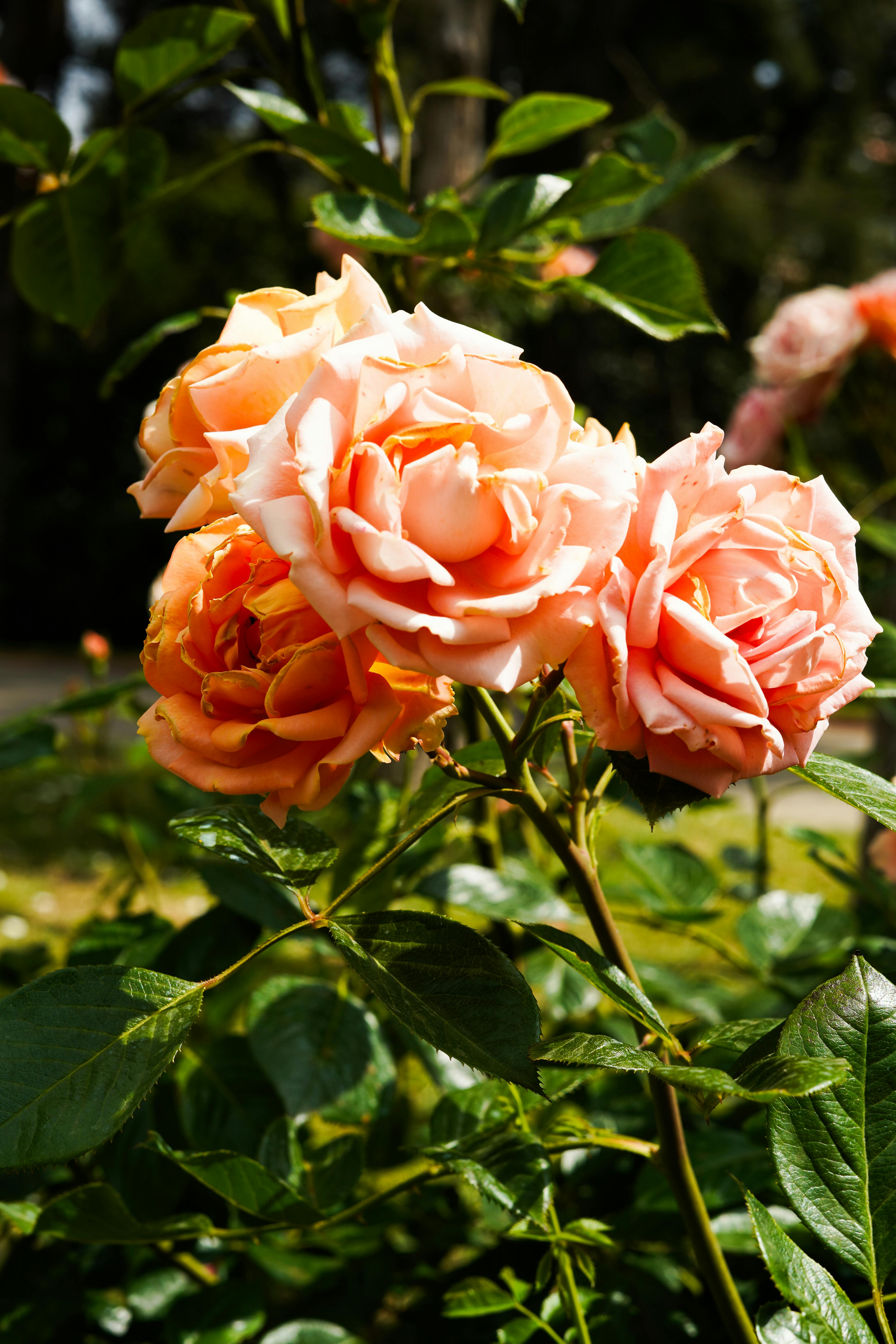 Peach Color Photos, Download The BEST Free Peach Color Stock Photos ...