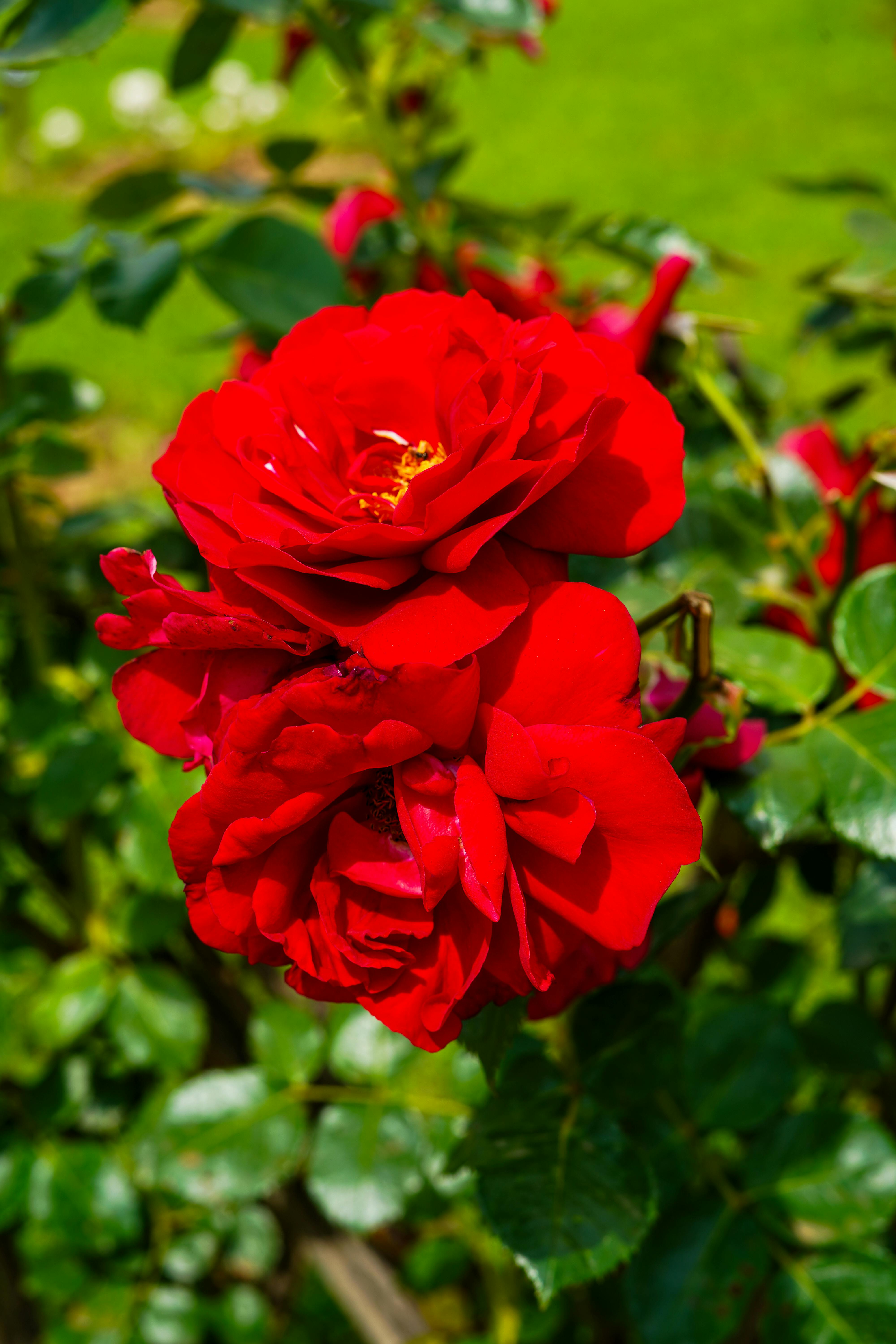 Vibrant Red Roses in Bloom Outdoors · Free Stock Photo