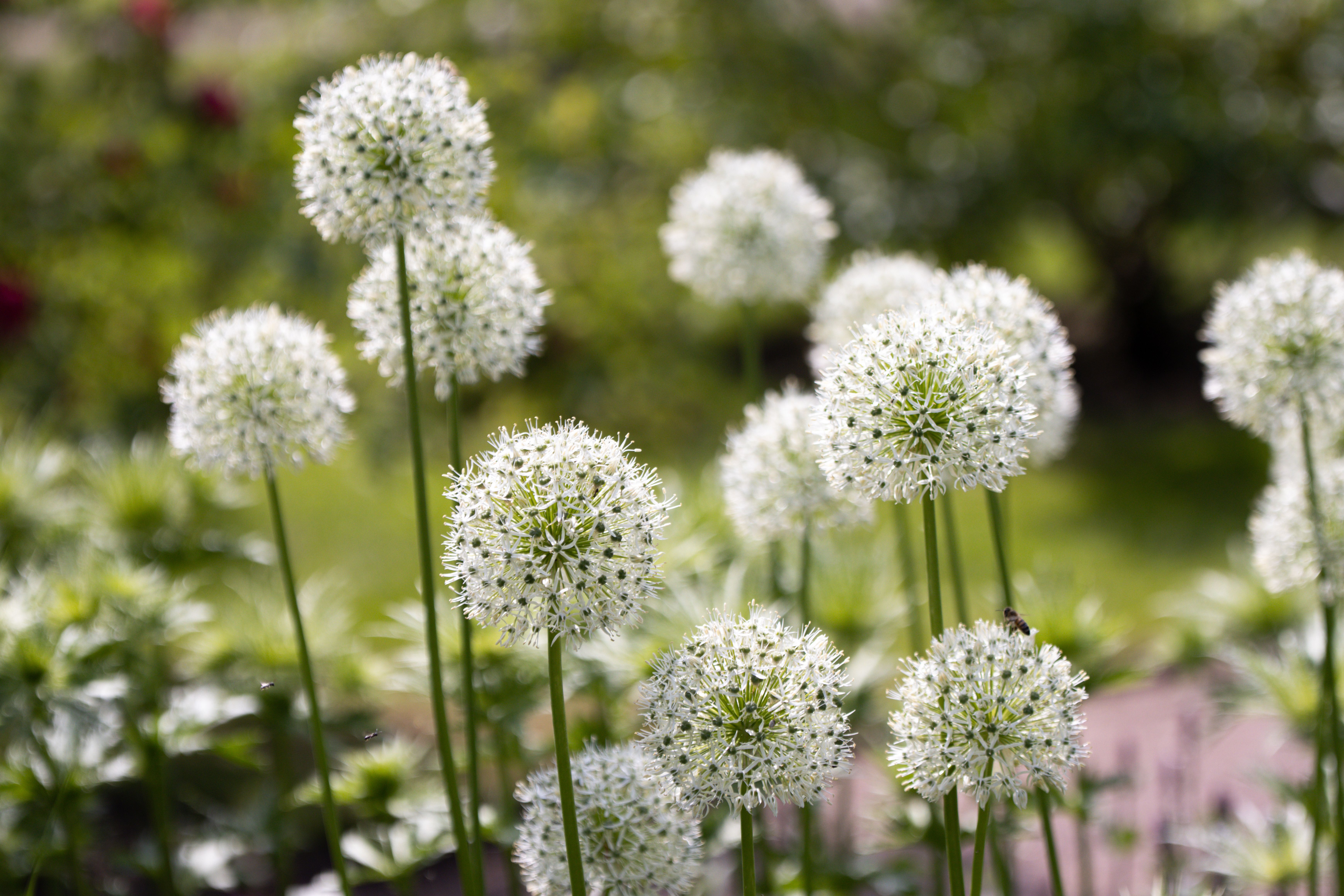 Scenic Floral Photos, Download The BEST Free Scenic Floral Stock Photos ...