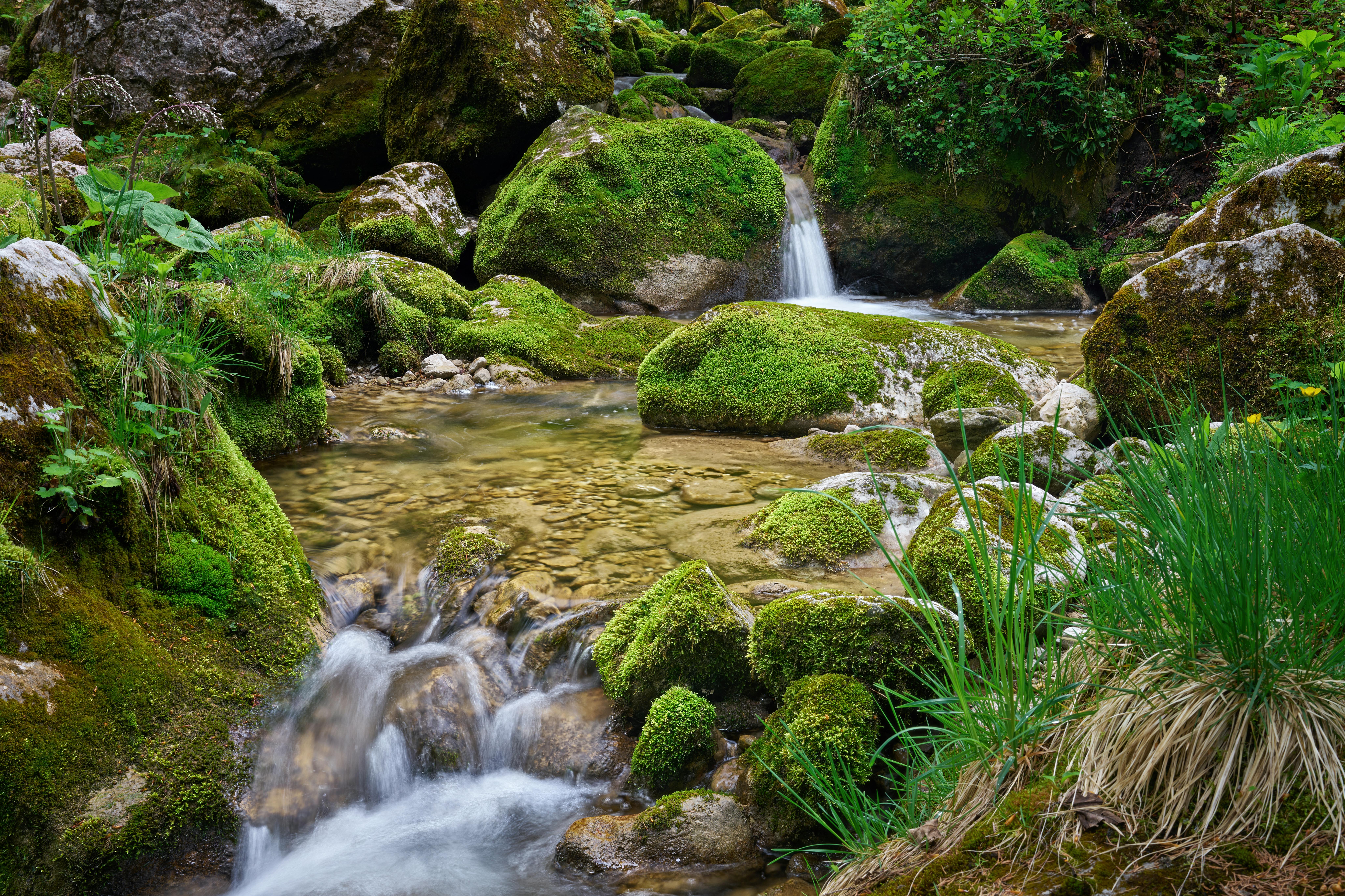 Serene Moss-Covered Stream in Lofer, Austria · Free Stock Photo