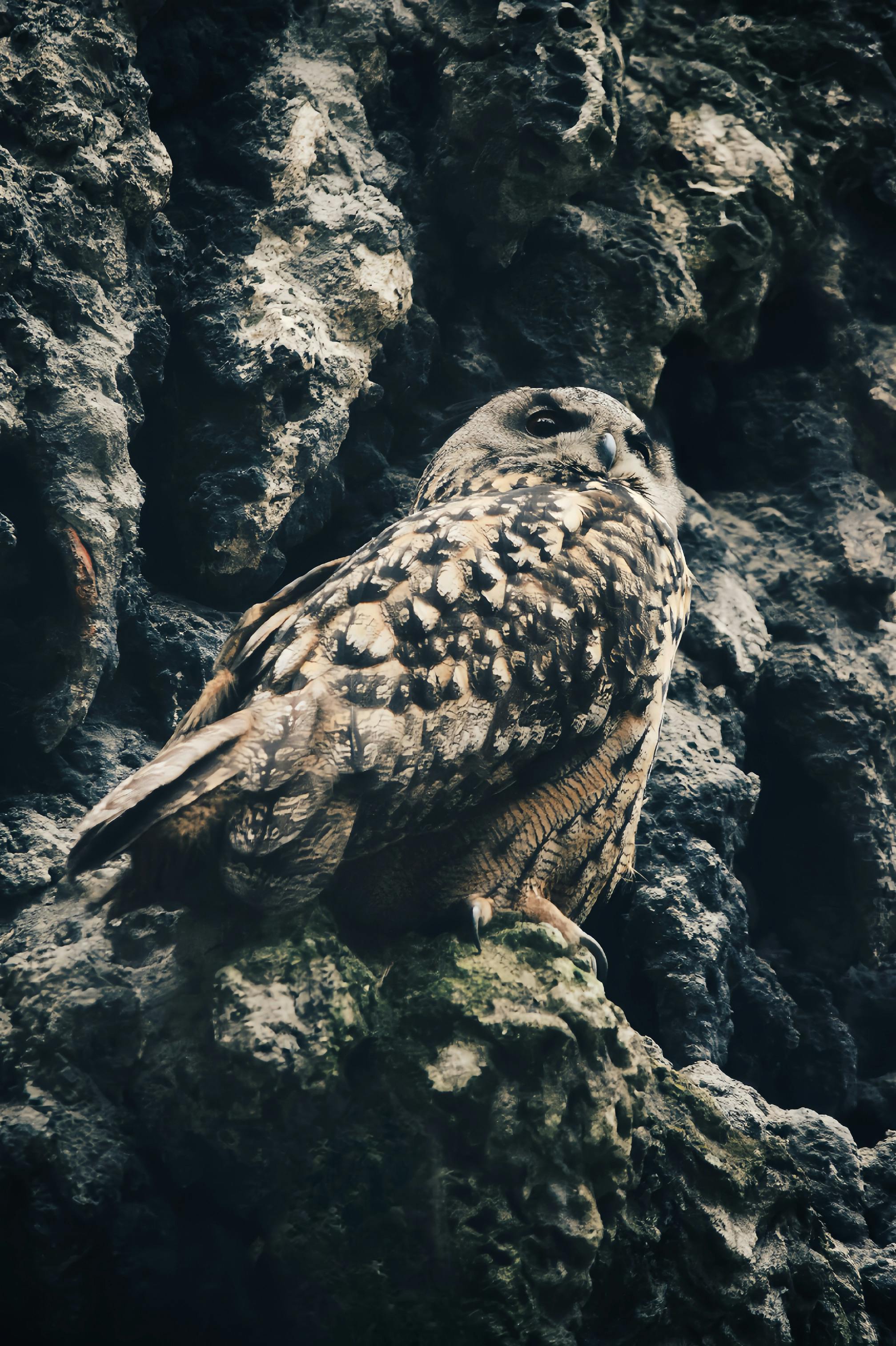 Eagle Owl Camouflaged on Rocky Surface Outdoors · Free Stock Photo