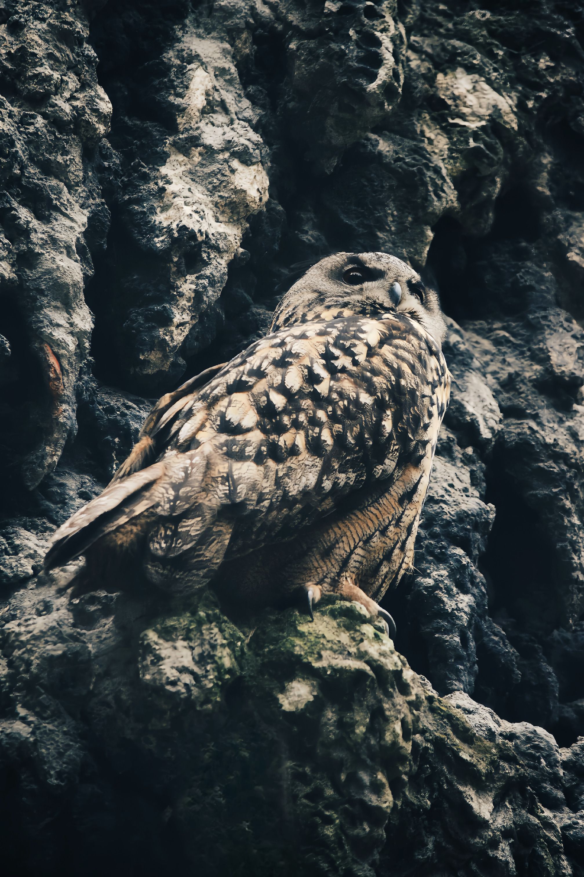 Owl Images Photos, Download The BEST Free Owl Images Stock Photos & HD ...