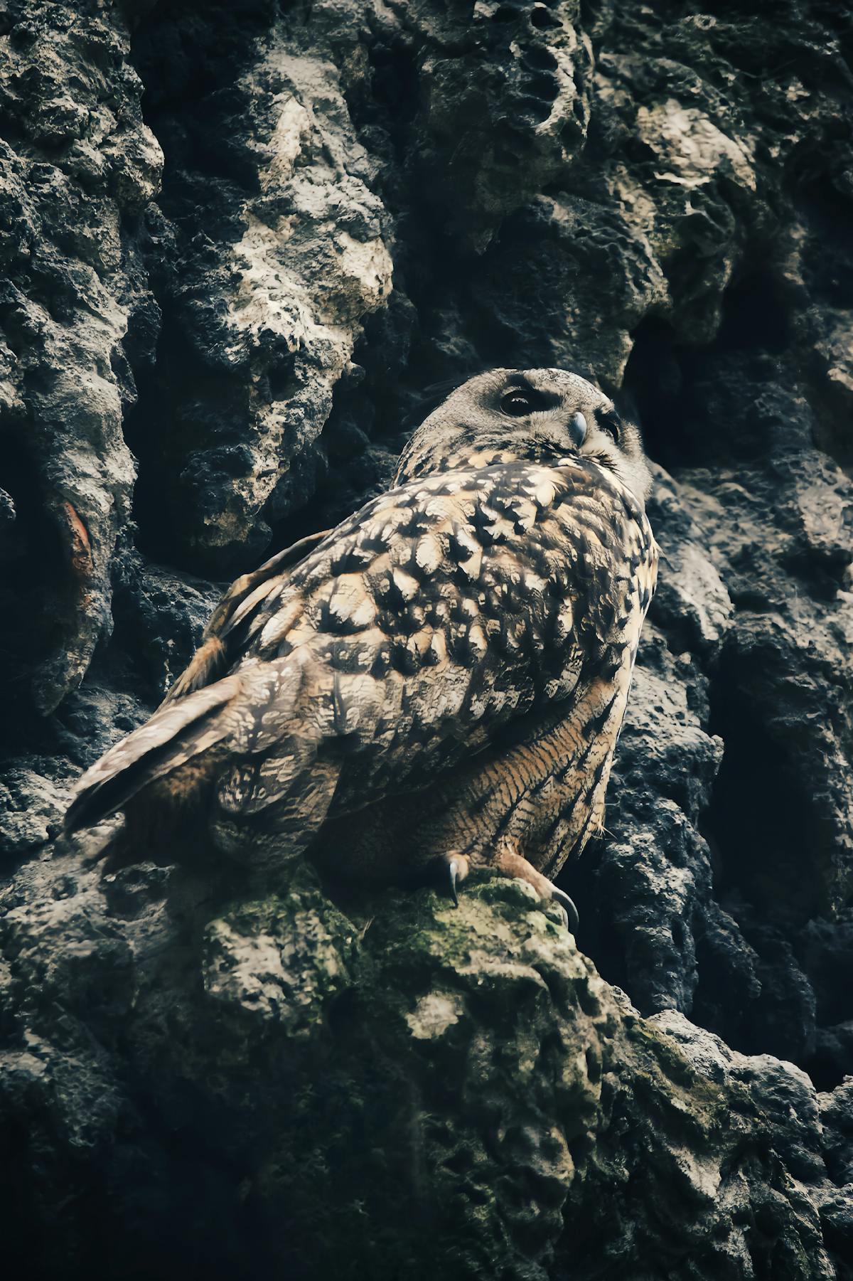 Owl Images Photos, Download The BEST Free Owl Images Stock Photos & HD ...