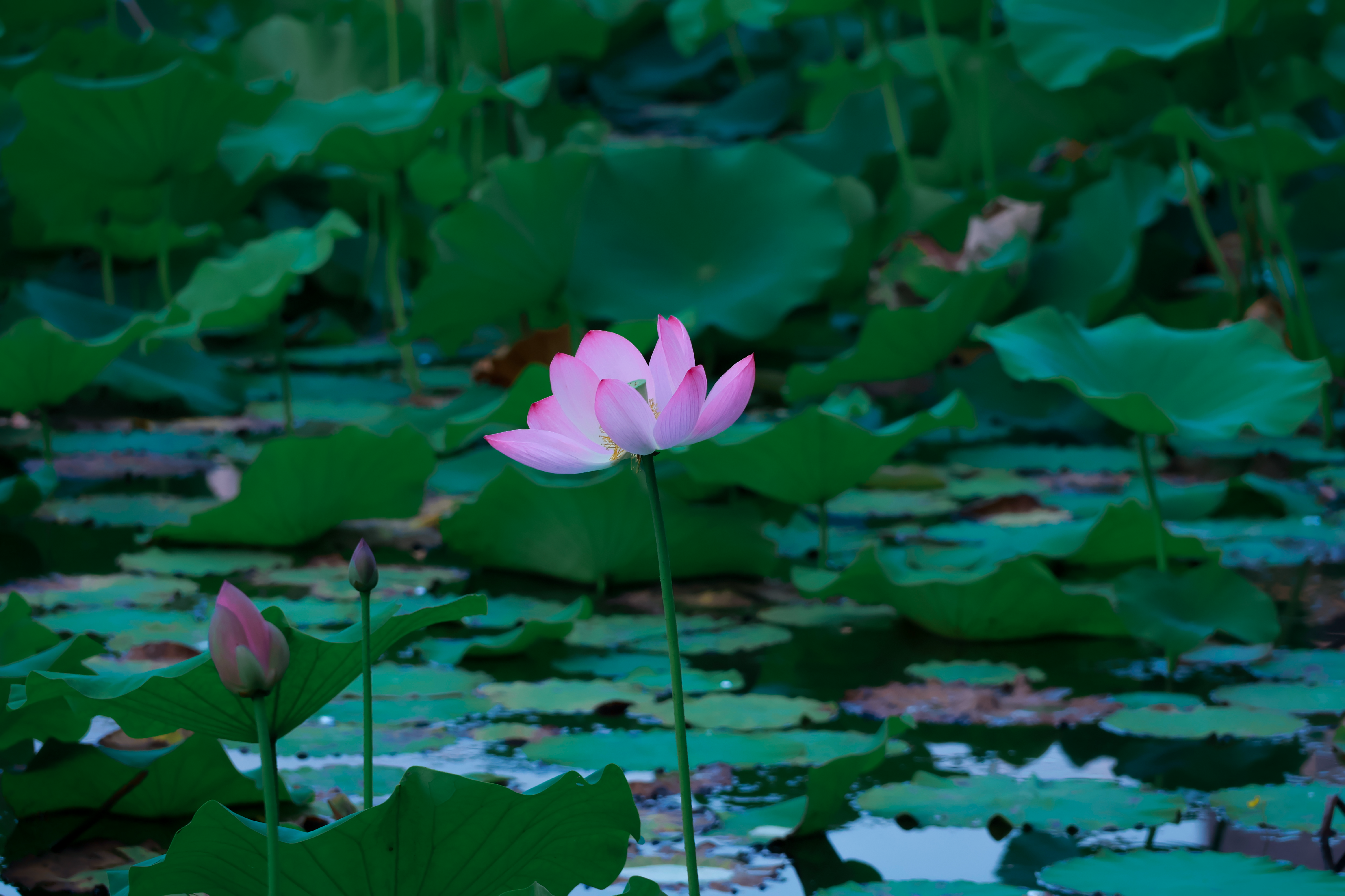 Fleur De Lotus Sereine Dans Un étang Verdoyant · Photo gratuite