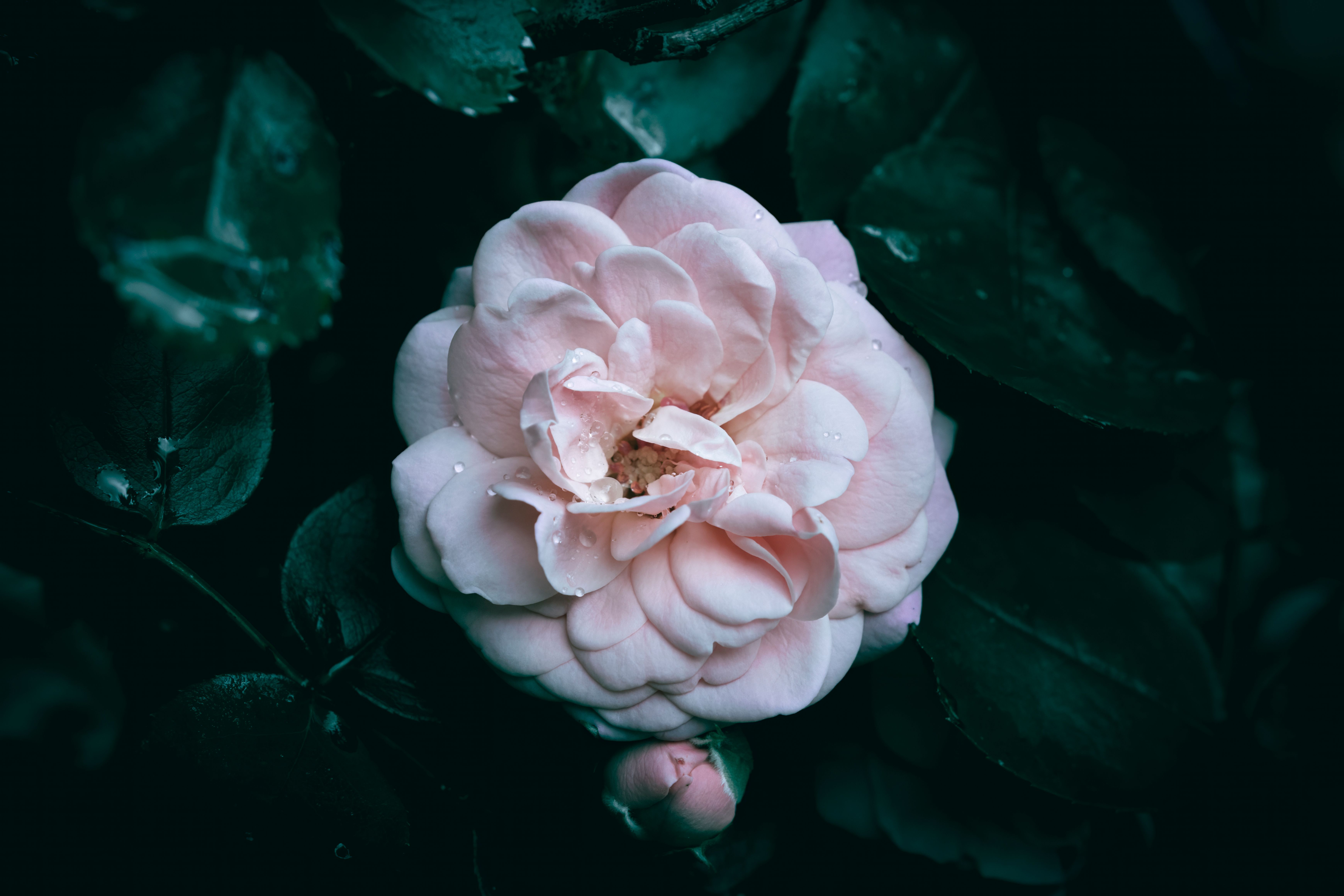Two Toned Background Photos, Download The BEST Free Two Toned ...