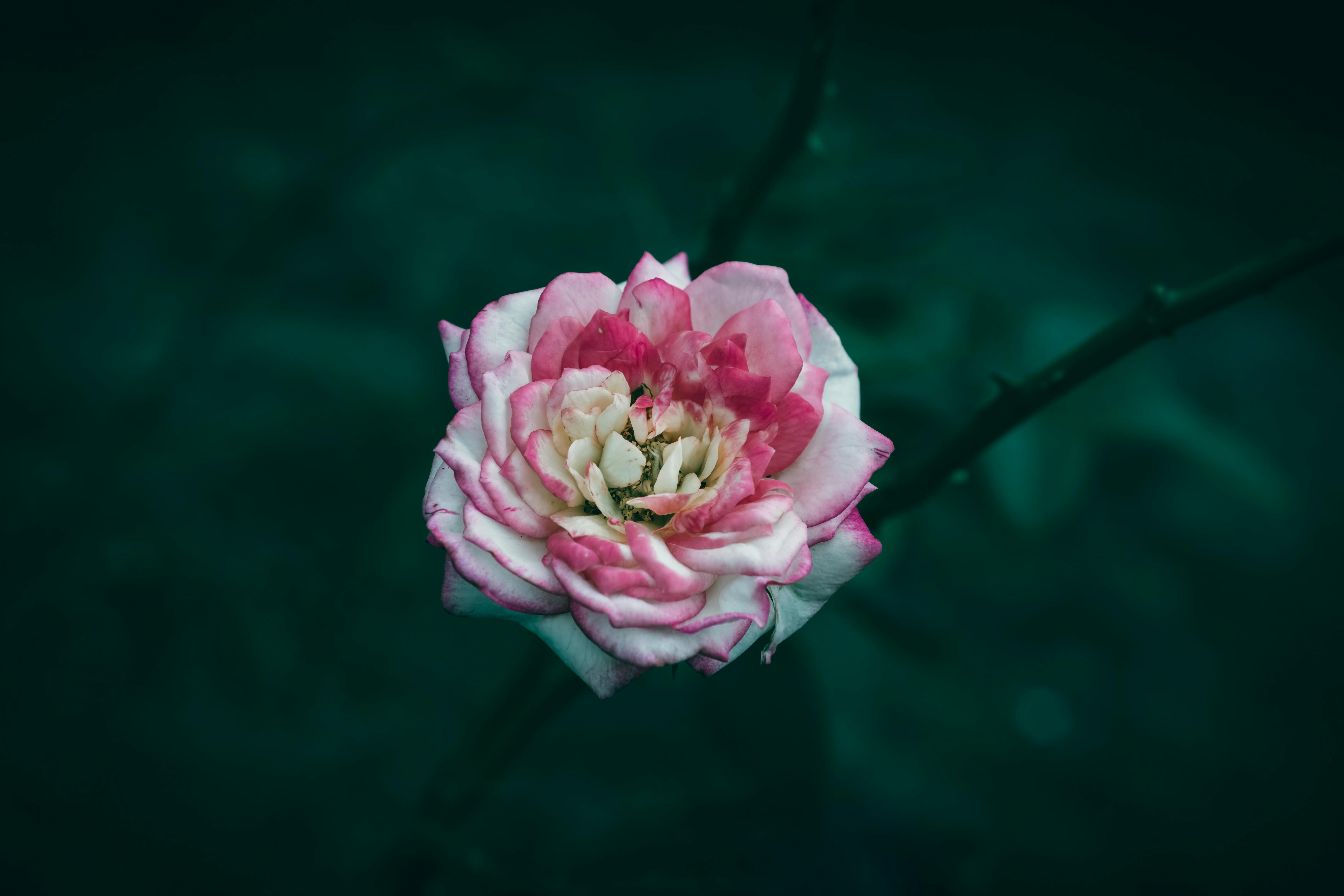 Close-up of a Pink and White Rose in Bloom · Free Stock Photo