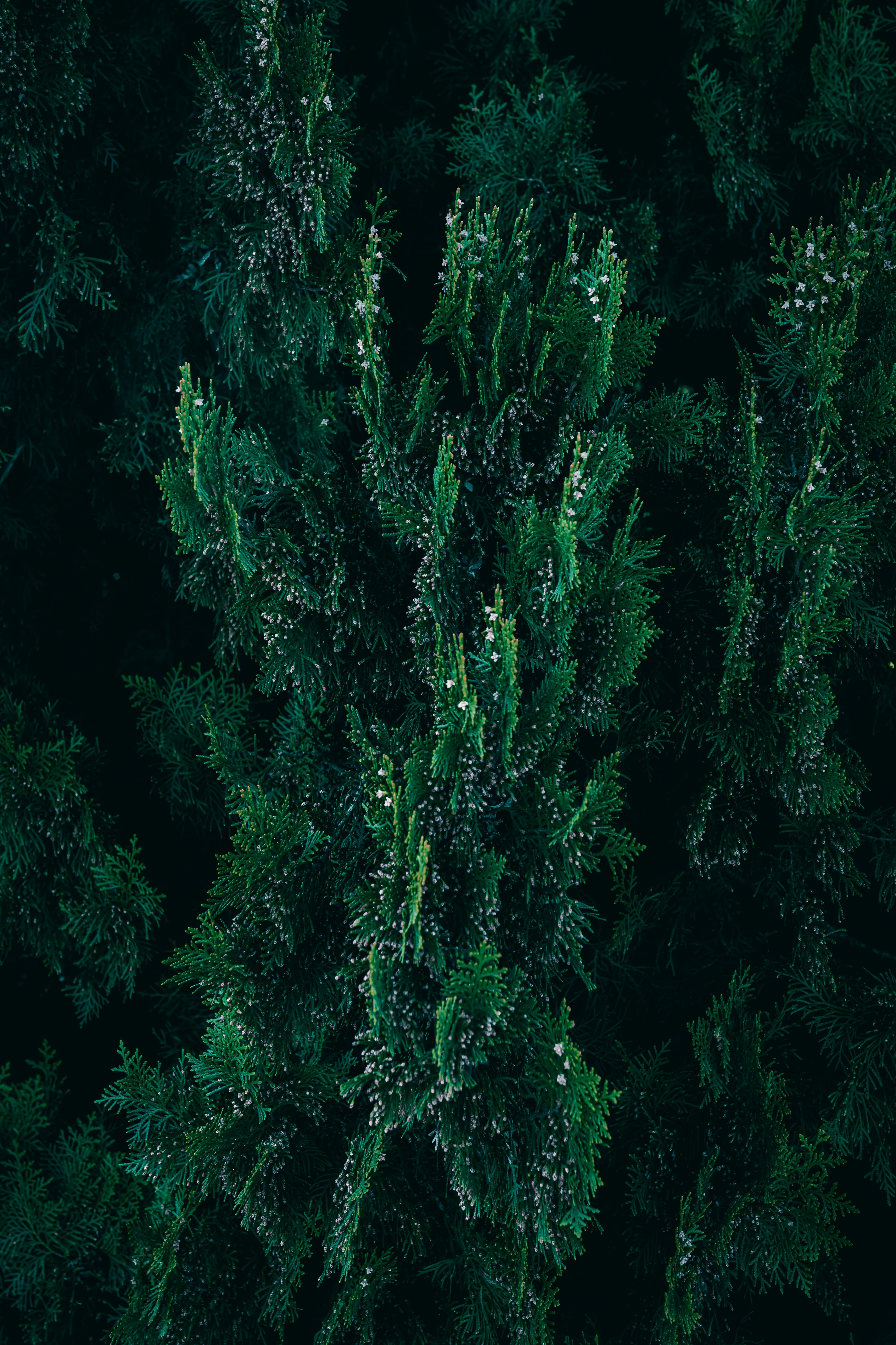 Lush Greenery of Evergreen Conifer Trees · Free Stock Photo